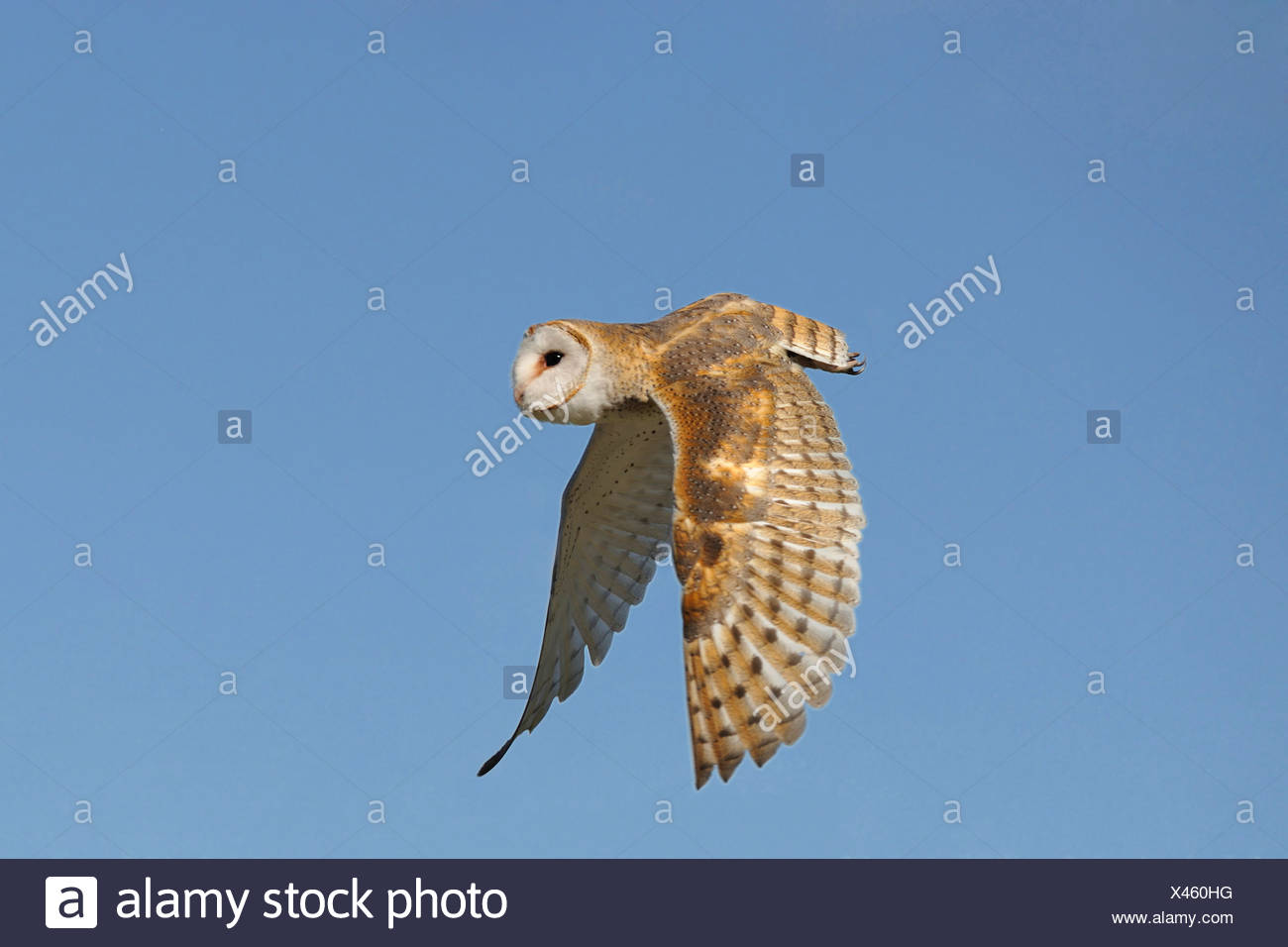 Australian Owls Stock Photos & Australian Owls Stock Images - Alamy