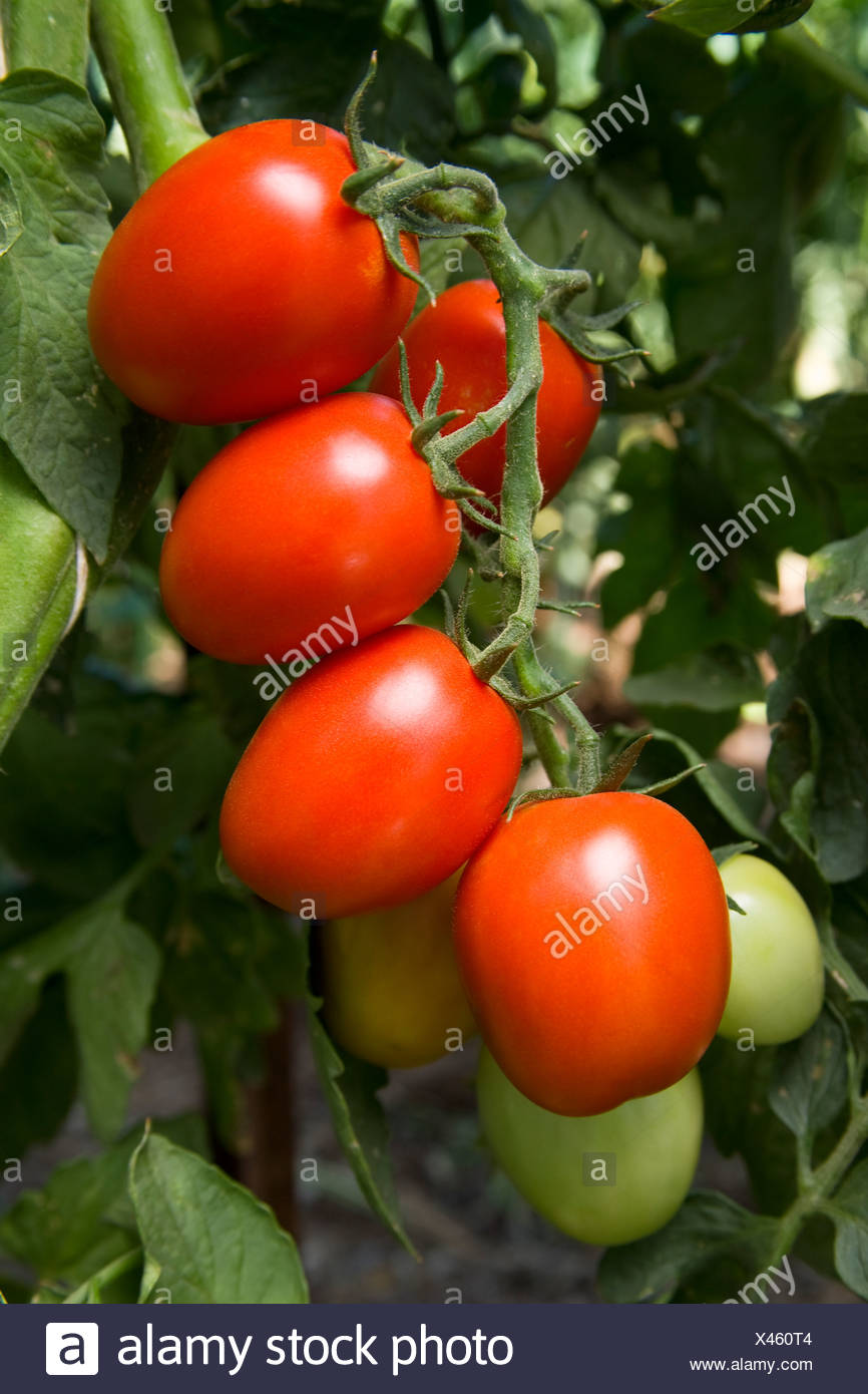 Roma Tomatoes Growing Stock Photos & Roma Tomatoes Growing Stock Images ...