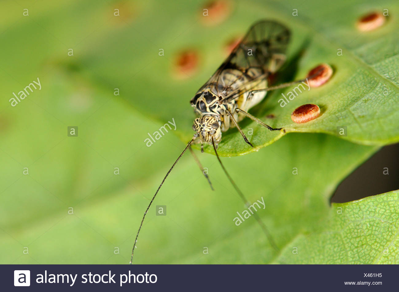 Psocid High Resolution Stock Photography and Images - Alamy