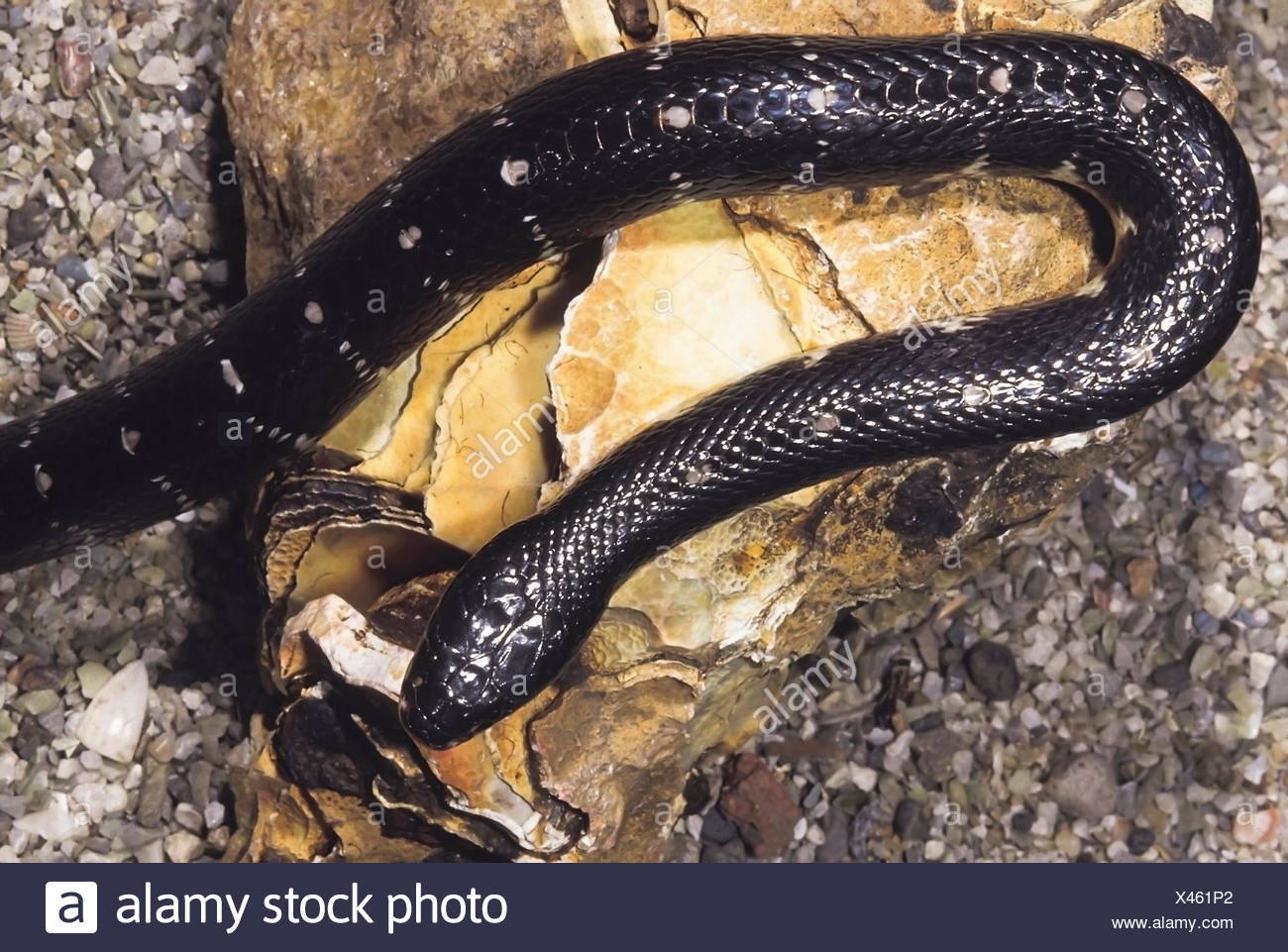 Common Krait High Resolution Stock Photography and Images - Alamy