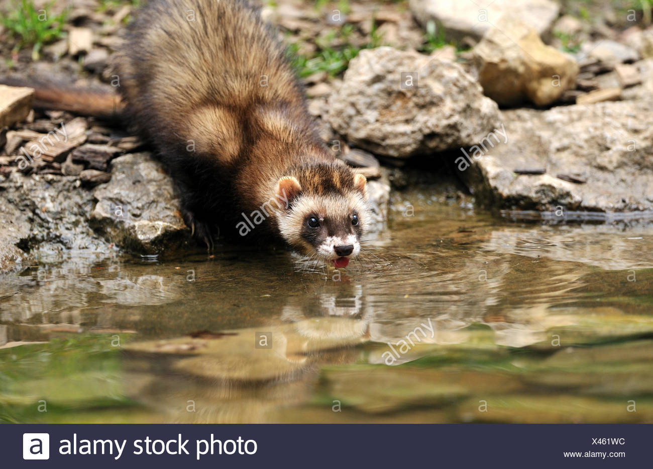 Polecat Stock Photos & Polecat Stock Images - Alamy