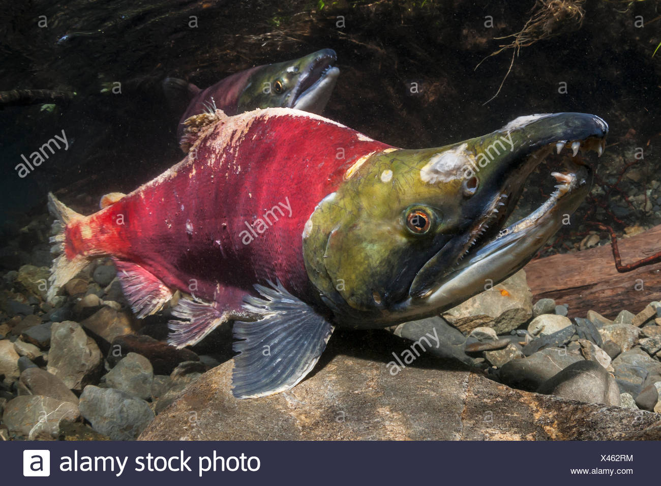 Alaska Wild Salmon Spawning Stock Photos & Alaska Wild Salmon Spawning ...