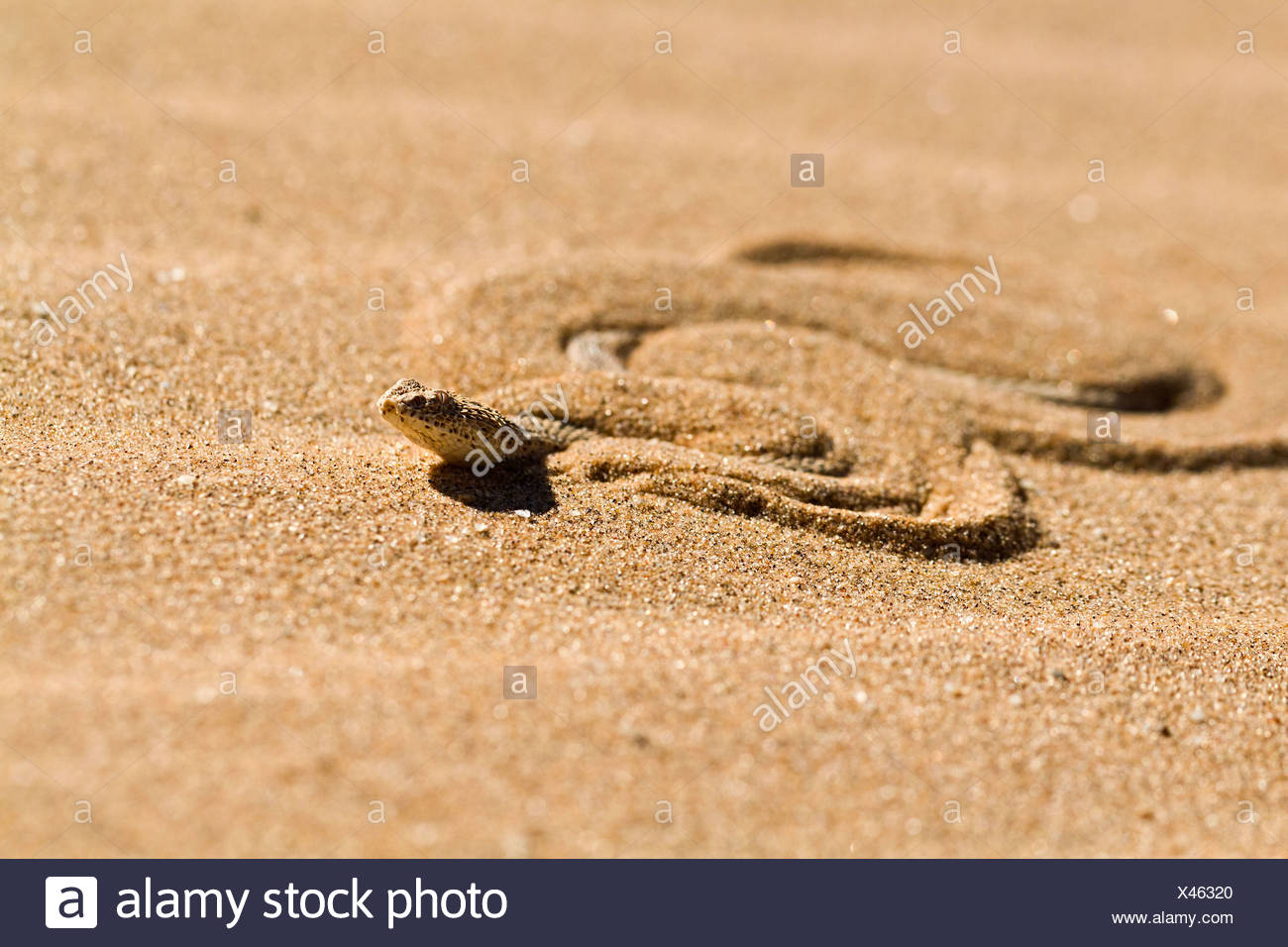 Namib Dwarf Sand Adder High Resolution Stock Photography and Images - Alamy