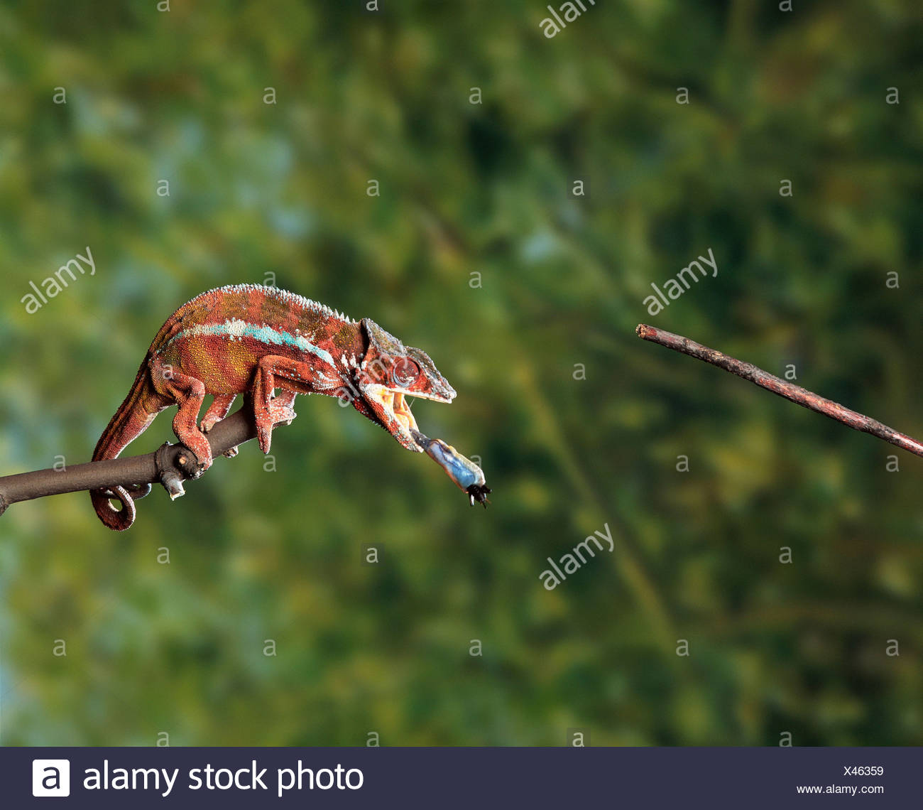 Chameleon Tongue Insect High Resolution Stock Photography and Images ...
