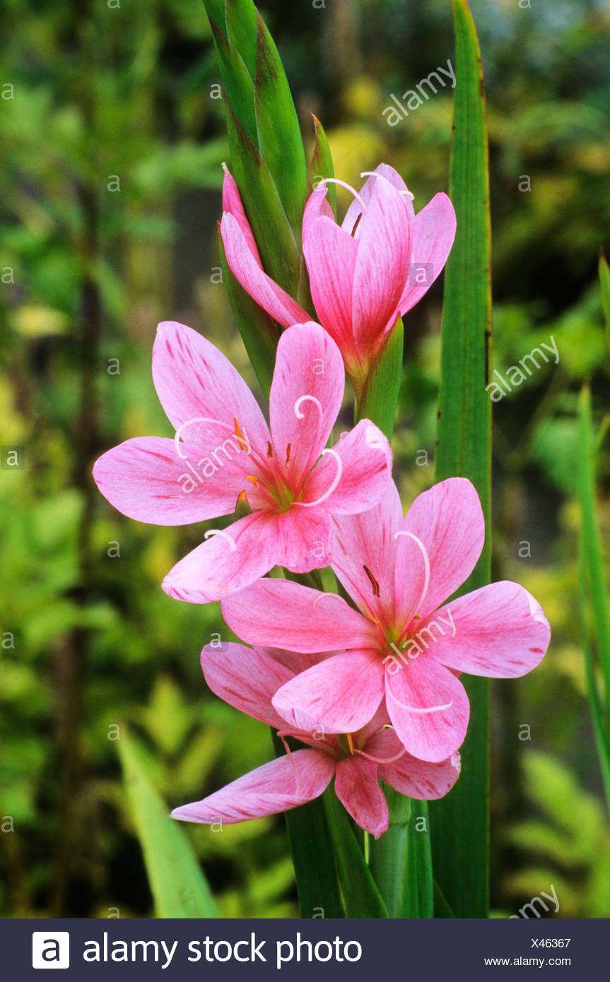 Schizostylis Coccinea High Resolution Stock Photography and Images - Alamy