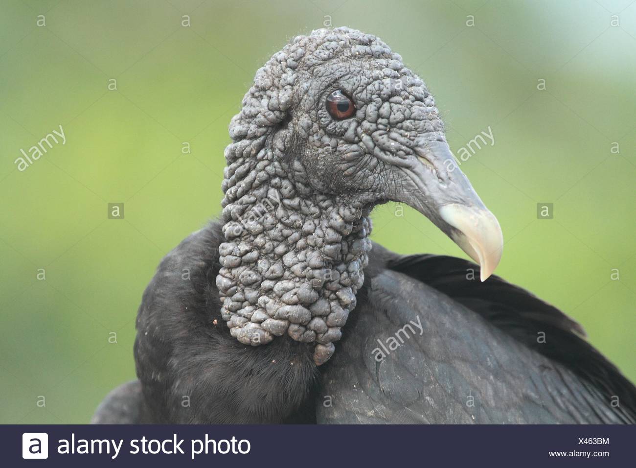 El Zopilote High Resolution Stock Photography and Images - Alamy