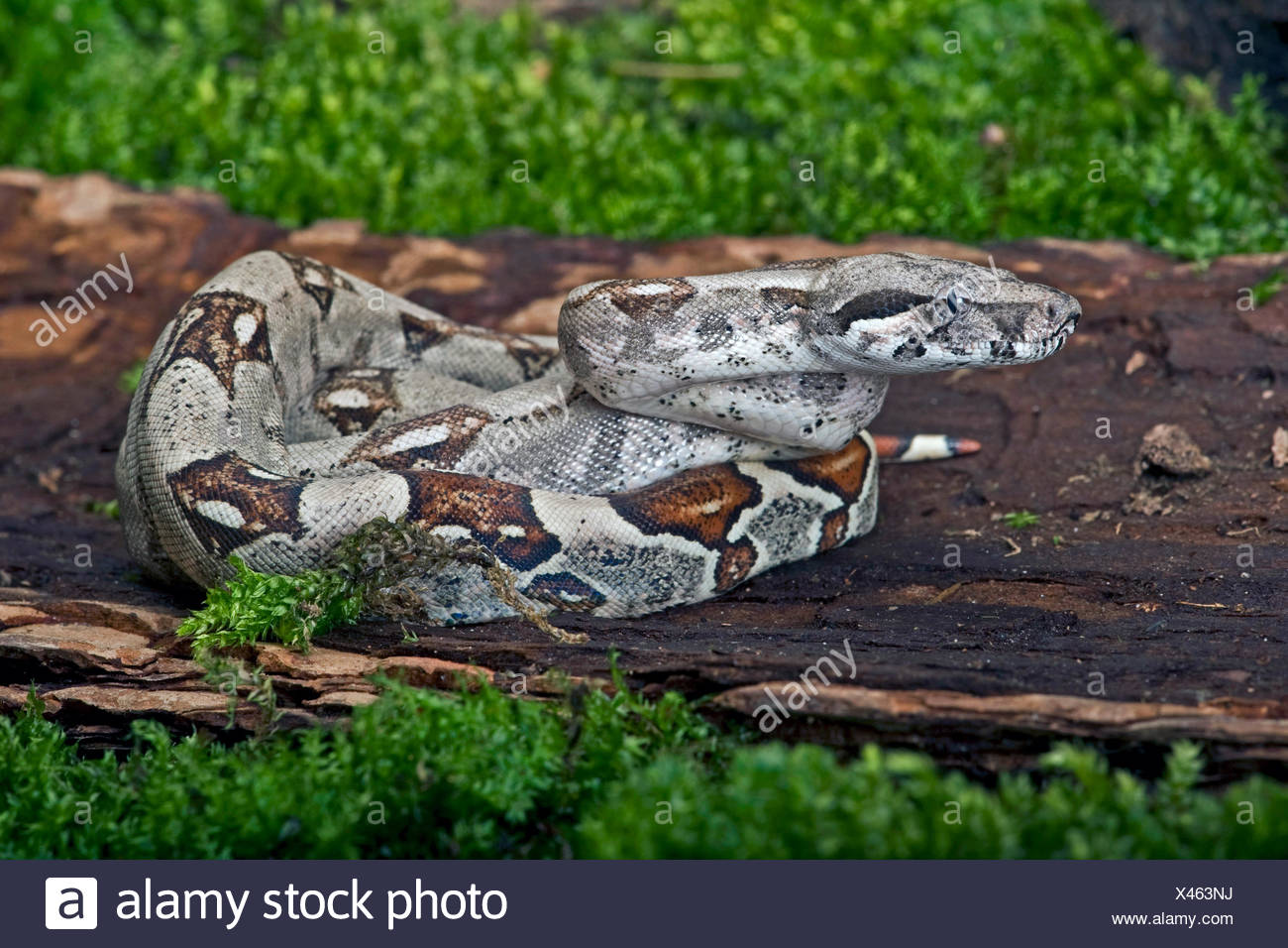 Red Tailed Boa Constrictor High Resolution Stock Photography and Images ...