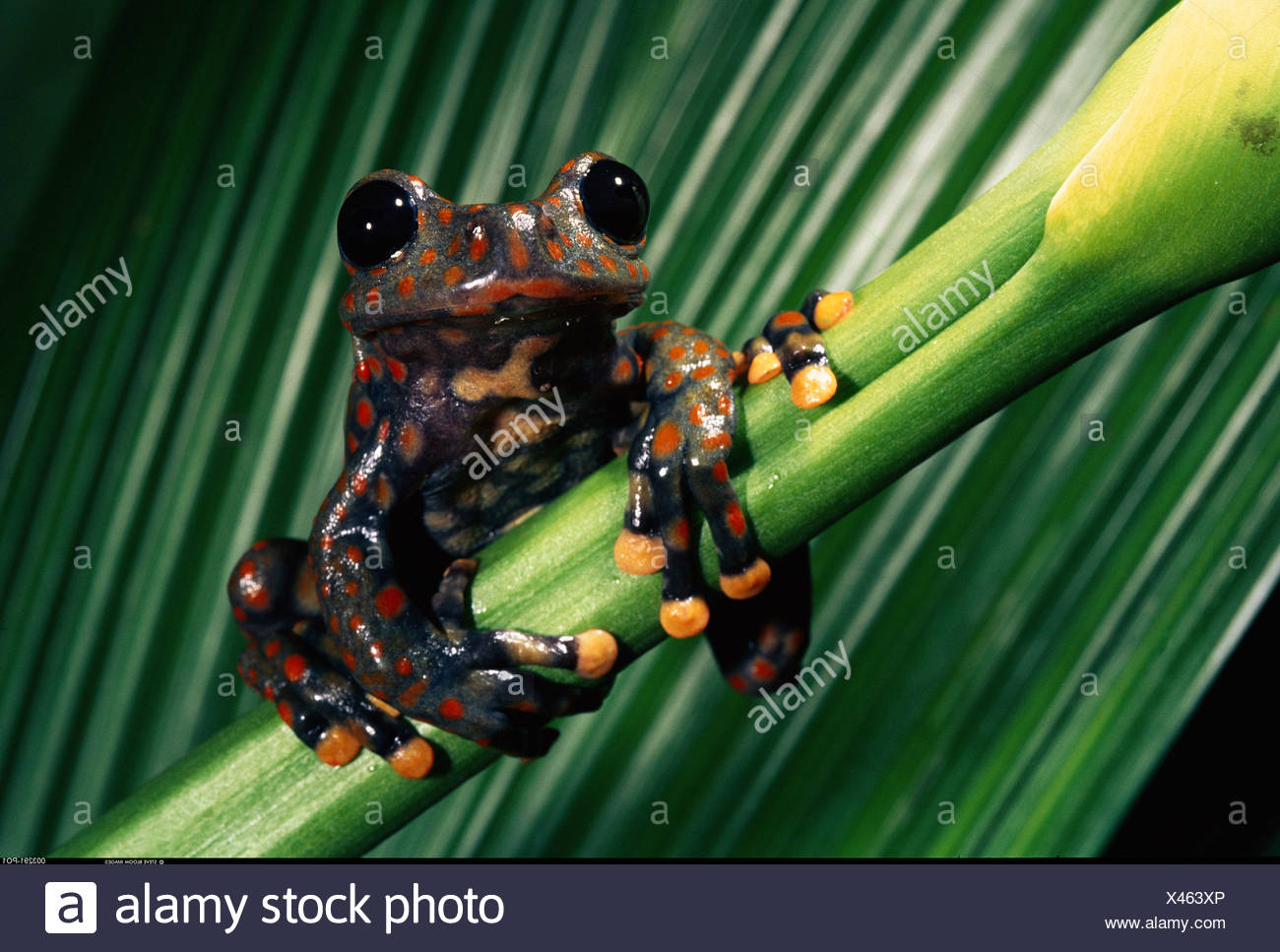 Cloud Forest Tree Frog High Resolution Stock Photography and Images - Alamy