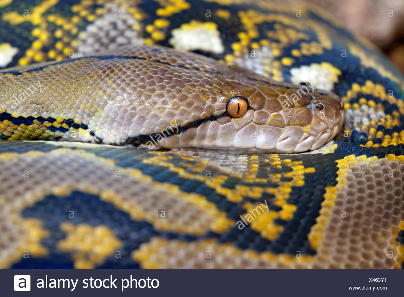Python Reticulated High Resolution Stock Photography and Images - Alamy