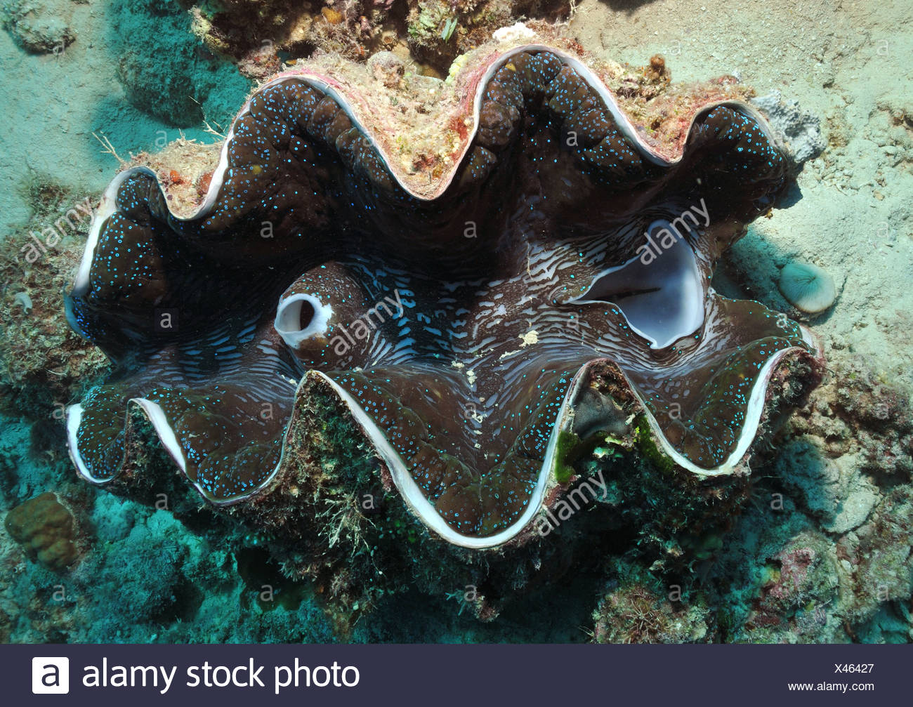 Clam Shell Giant High Resolution Stock Photography and Images - Alamy Clam Shell Giant High Resolution Stock Photography and Images - Alamy