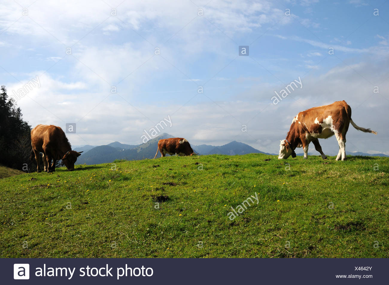 Oxes Stock Photos & Oxes Stock Images - Alamy