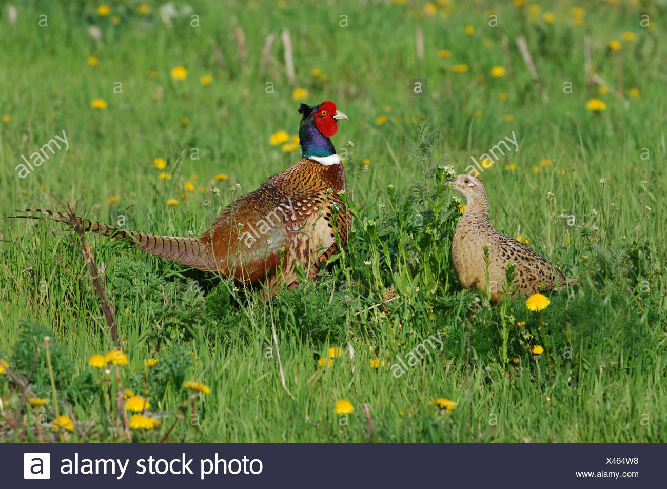 Male And Female Pheasants High Resolution Stock Photography and Images - Alamy