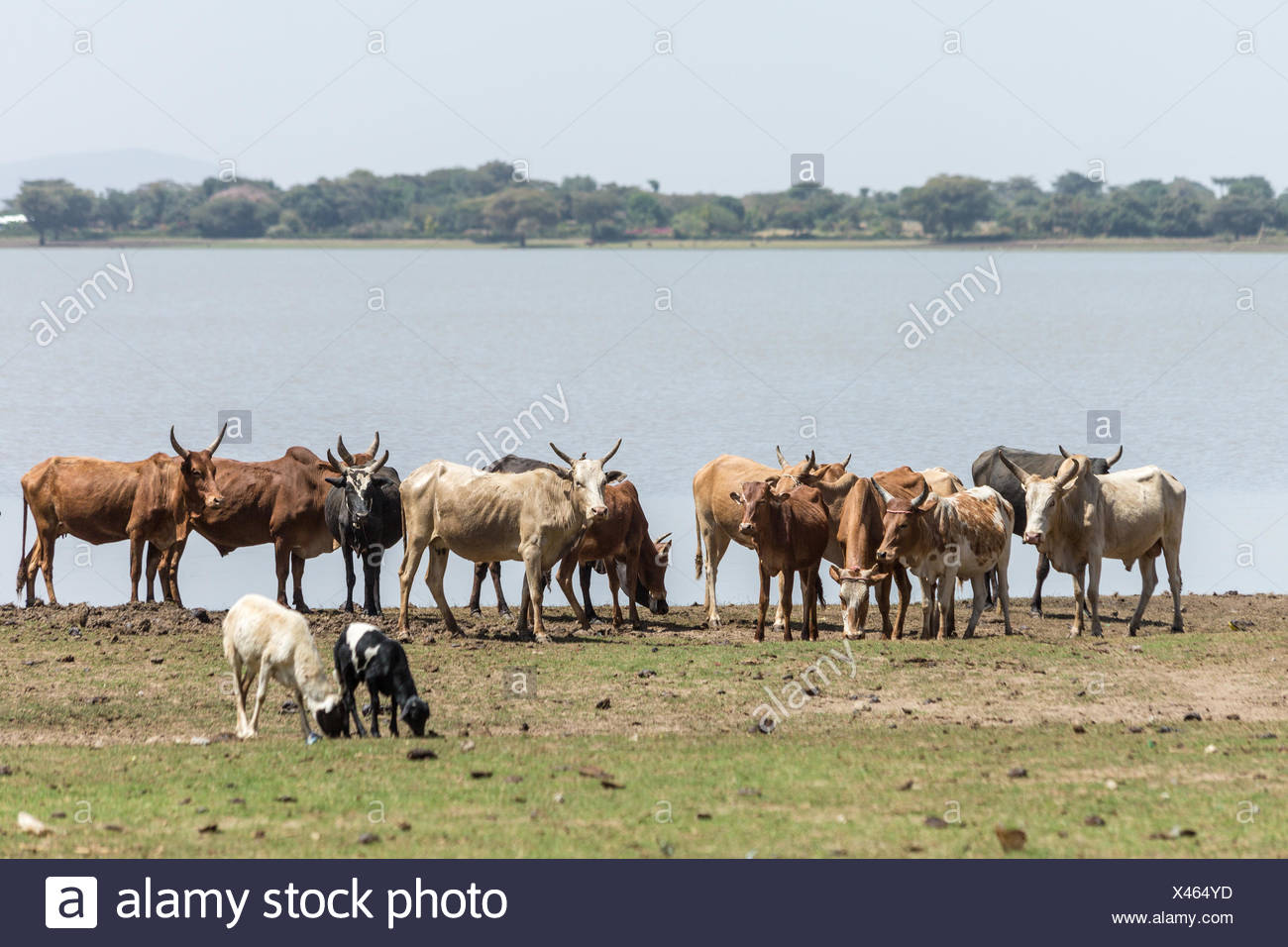 Cattle Drinking Water High Resolution Stock Photography and Images - Alamy