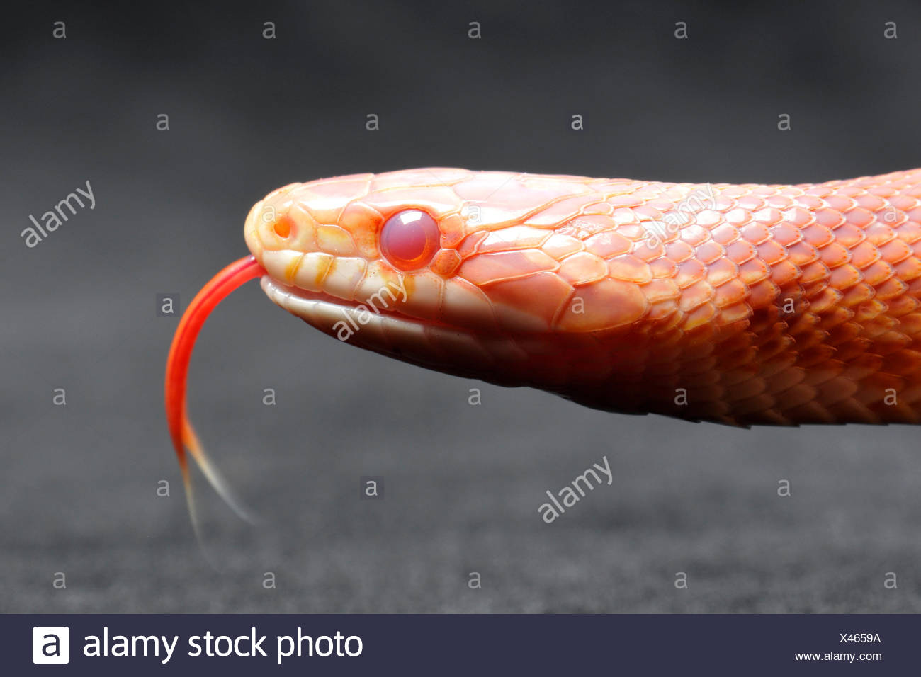 Red Rat Snake High Resolution Stock Photography and Images - Alamy