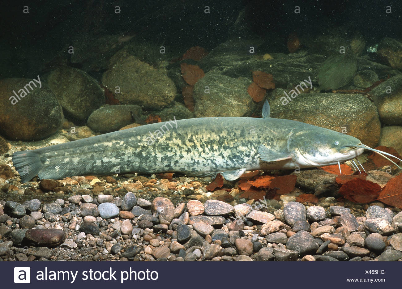 European Catfish Wels Sheatfish Wels Stock Photos & European Catfish ...