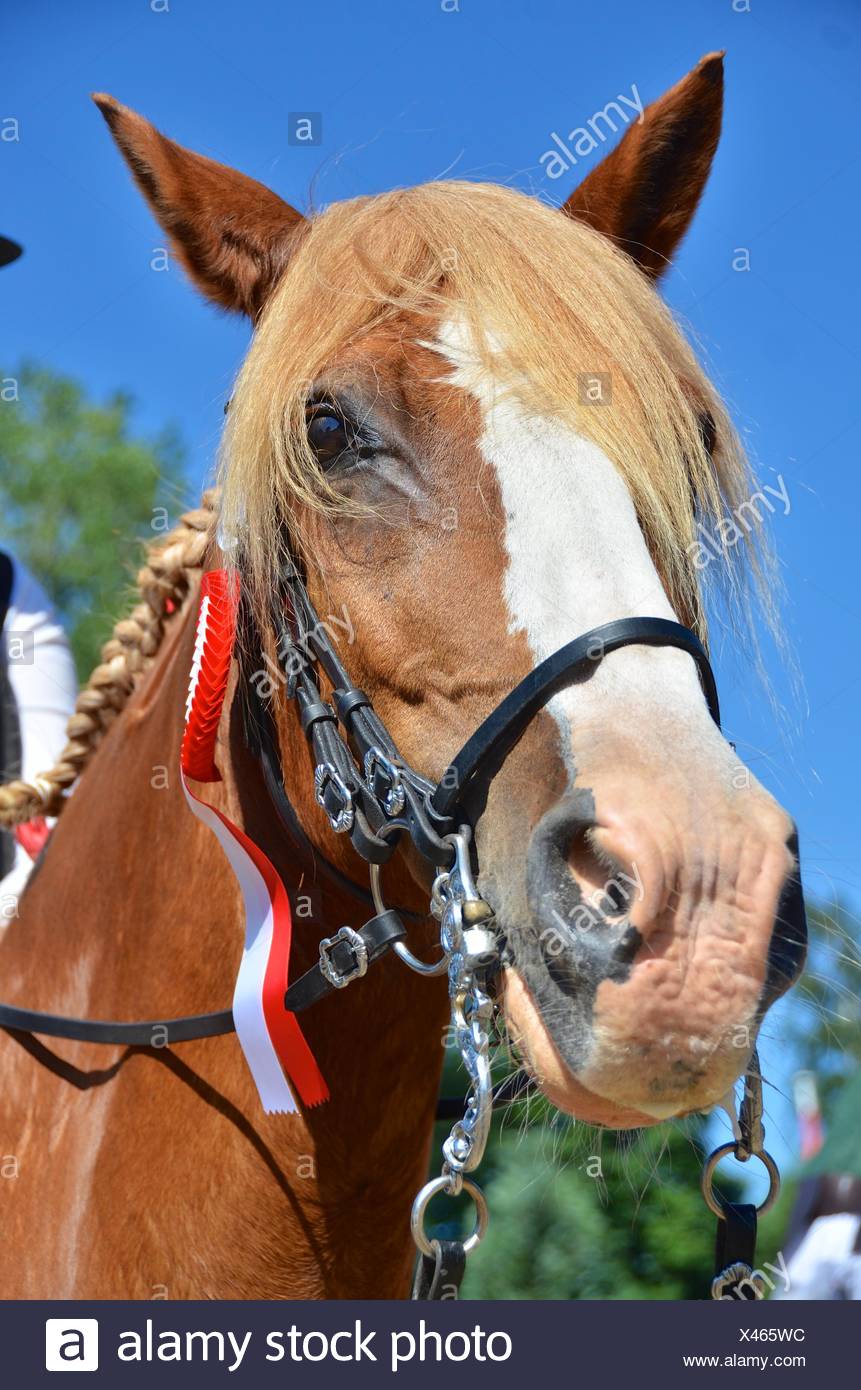 Horse Riding Rosette High Resolution Stock Photography and Images - Alamy