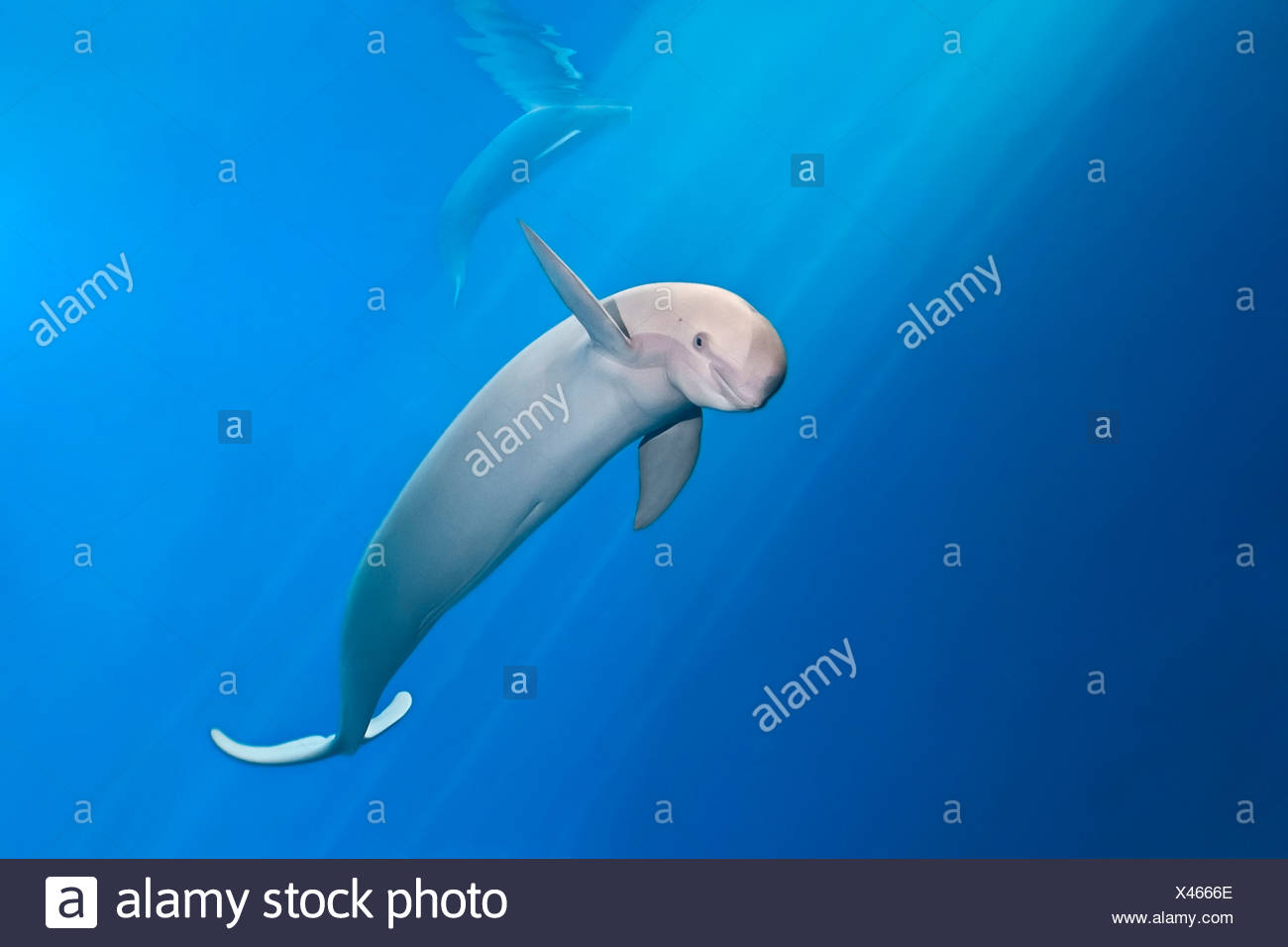 Porpoise High Resolution Stock Photography and Images - Alamy