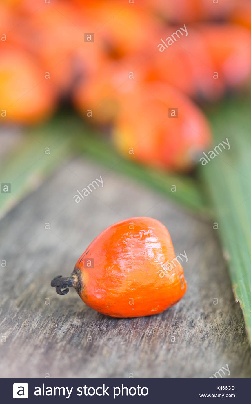 Palm Nuts High Resolution Stock Photography and Images - Alamy