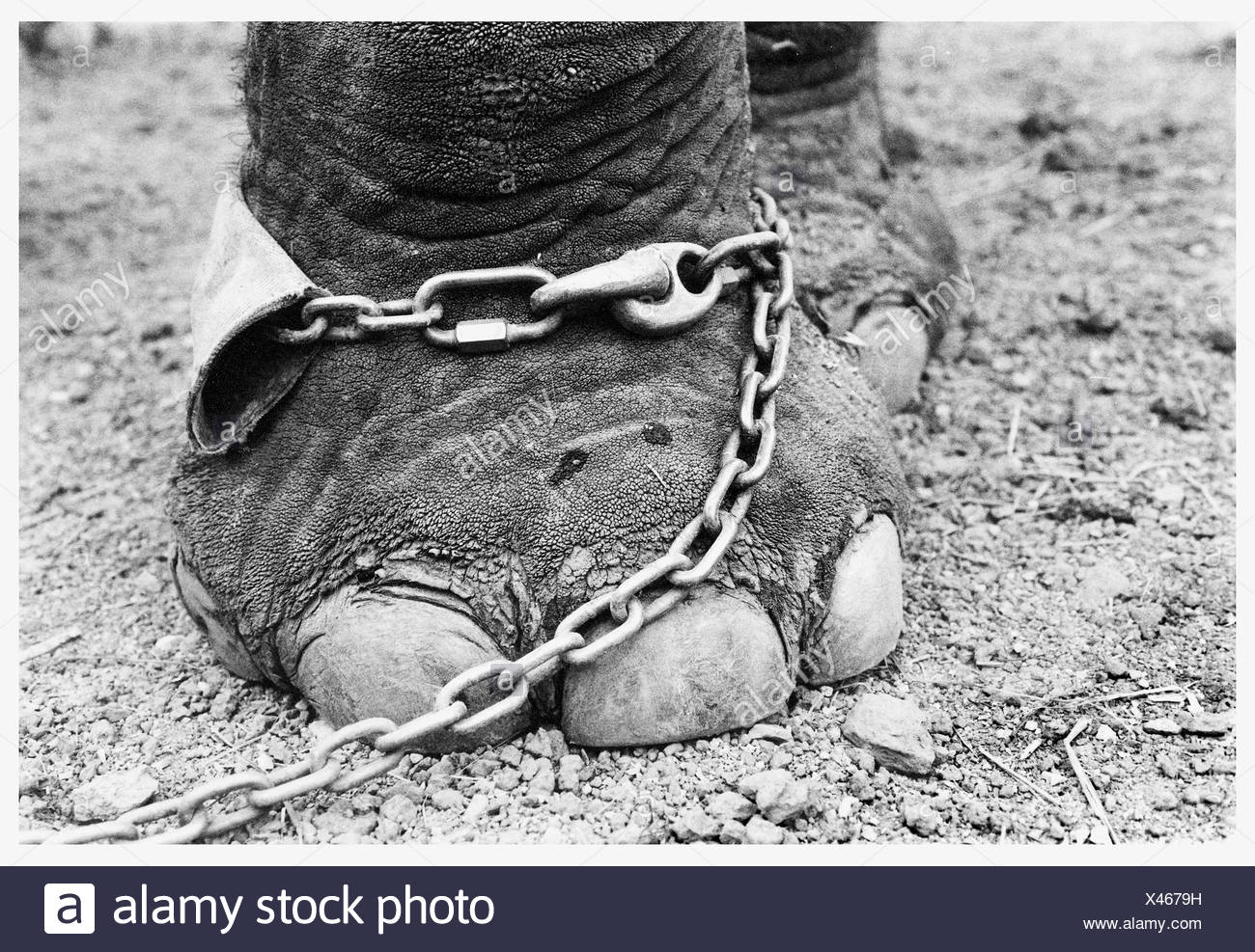 Tied Elephant High Resolution Stock Photography and Images - Alamy