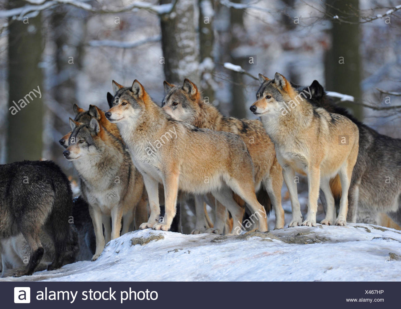 Mackenzie Valley Wolves High Resolution Stock Photography and Images ...