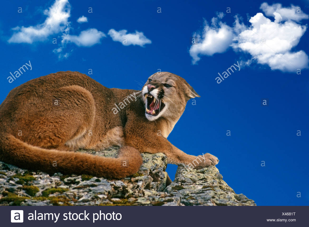 Puma Growling High Resolution Stock Photography and Images - Alamy