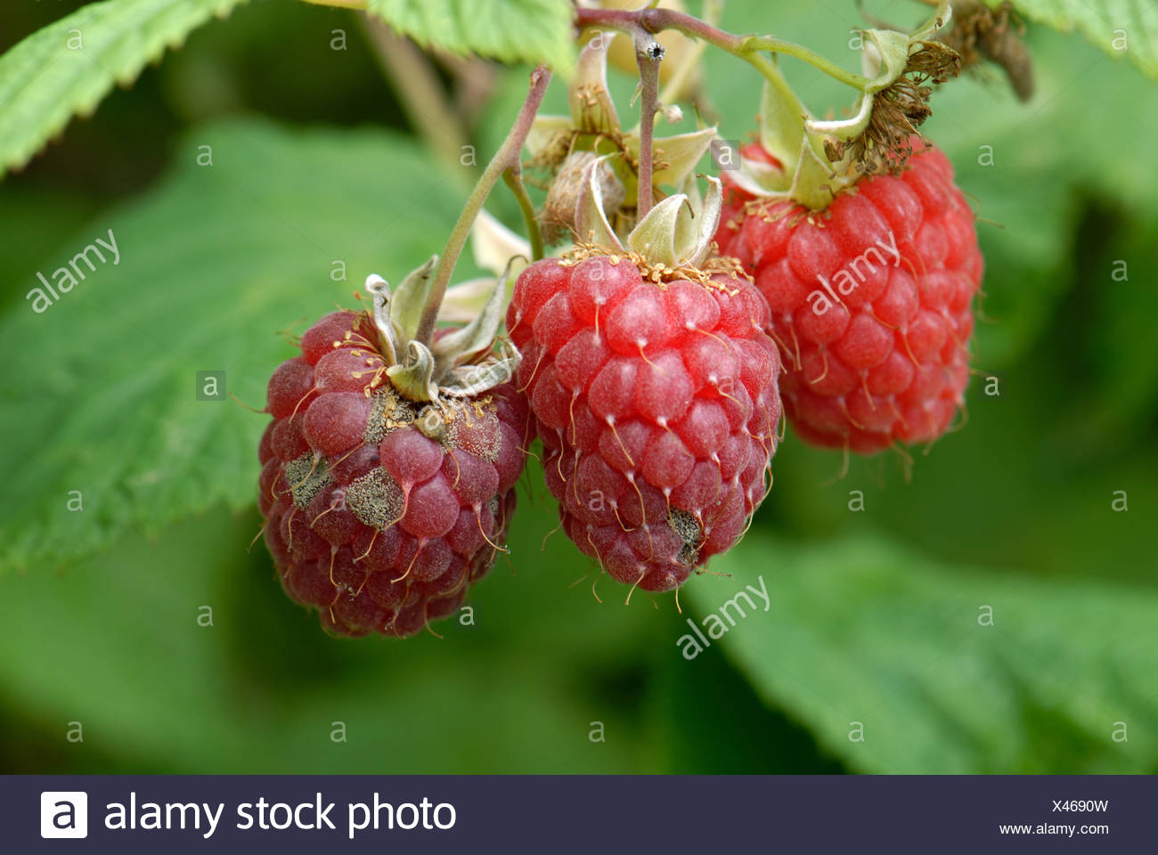 Leaves And Fruit High Resolution Stock Photography and Images - Alamy