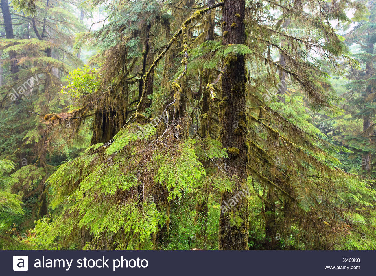 Cedar Nobody Plants Tree Stock Photos & Cedar Nobody Plants Tree Stock ...