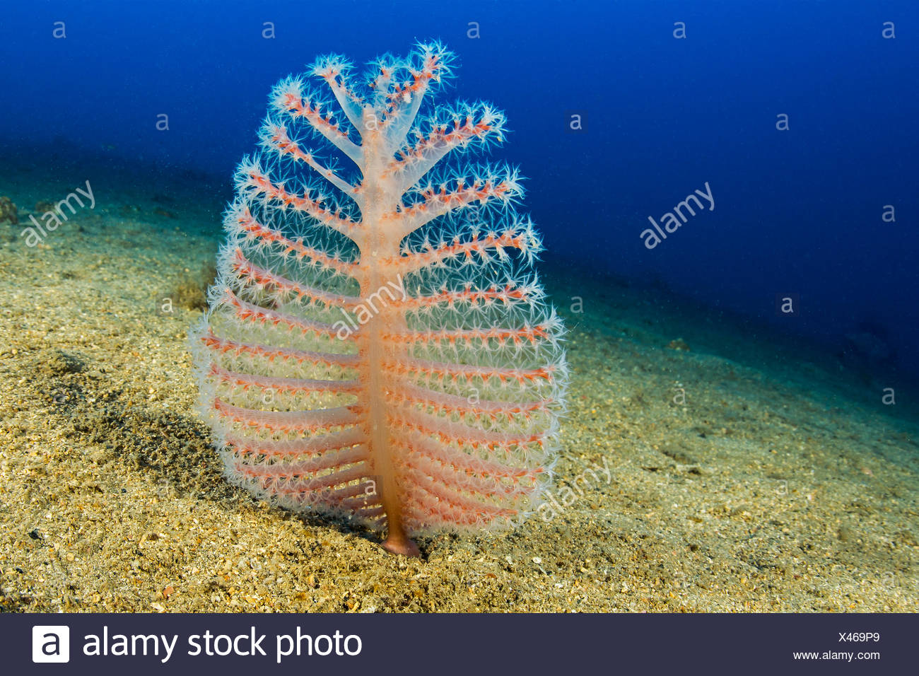 Pennatula Phosphorea High Resolution Stock Photography and Images - Alamy