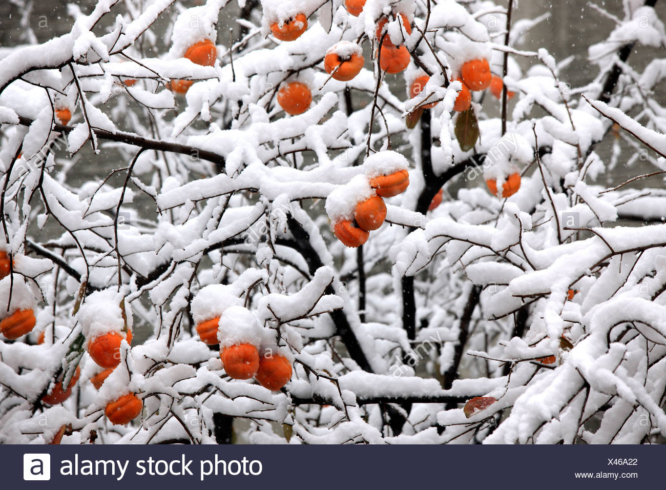 Persimmon Tree Stock Photos & Persimmon Tree Stock Images - Alamy