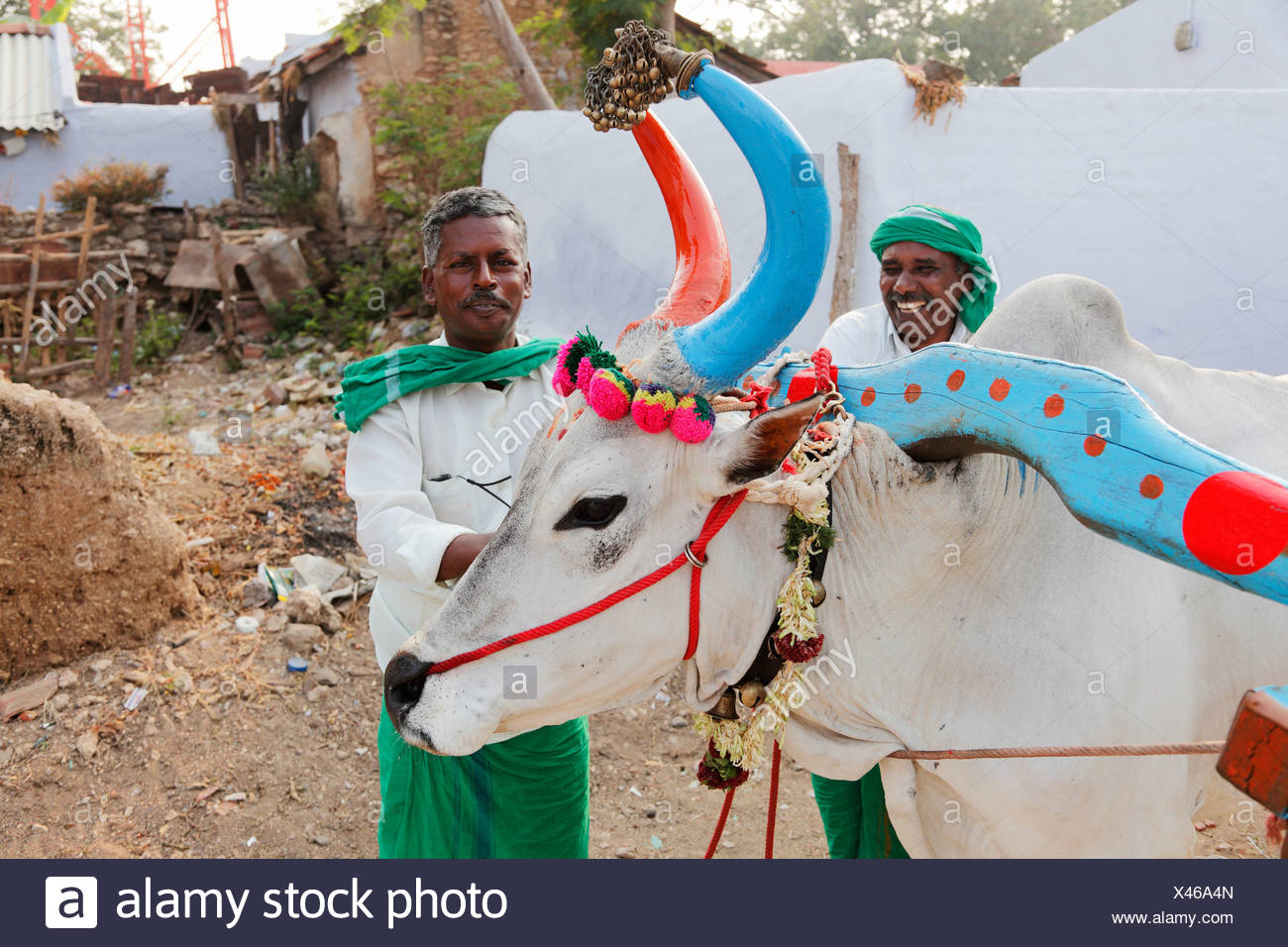 Indian Ox Stock Photos & Indian Ox Stock Images - Alamy