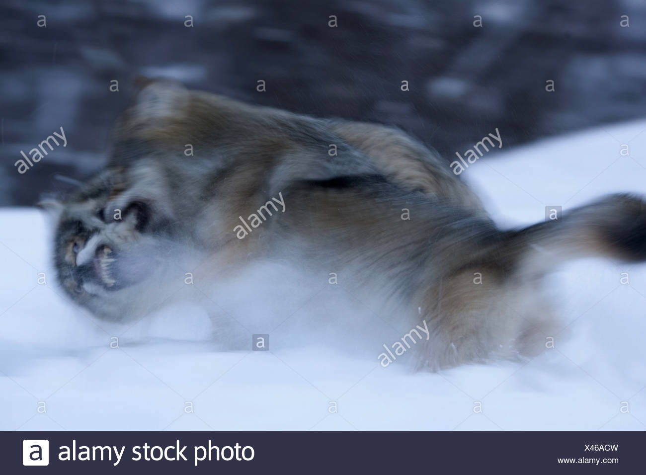 Angry Wolf Teeth High Resolution Stock Photography and Images - Alamy