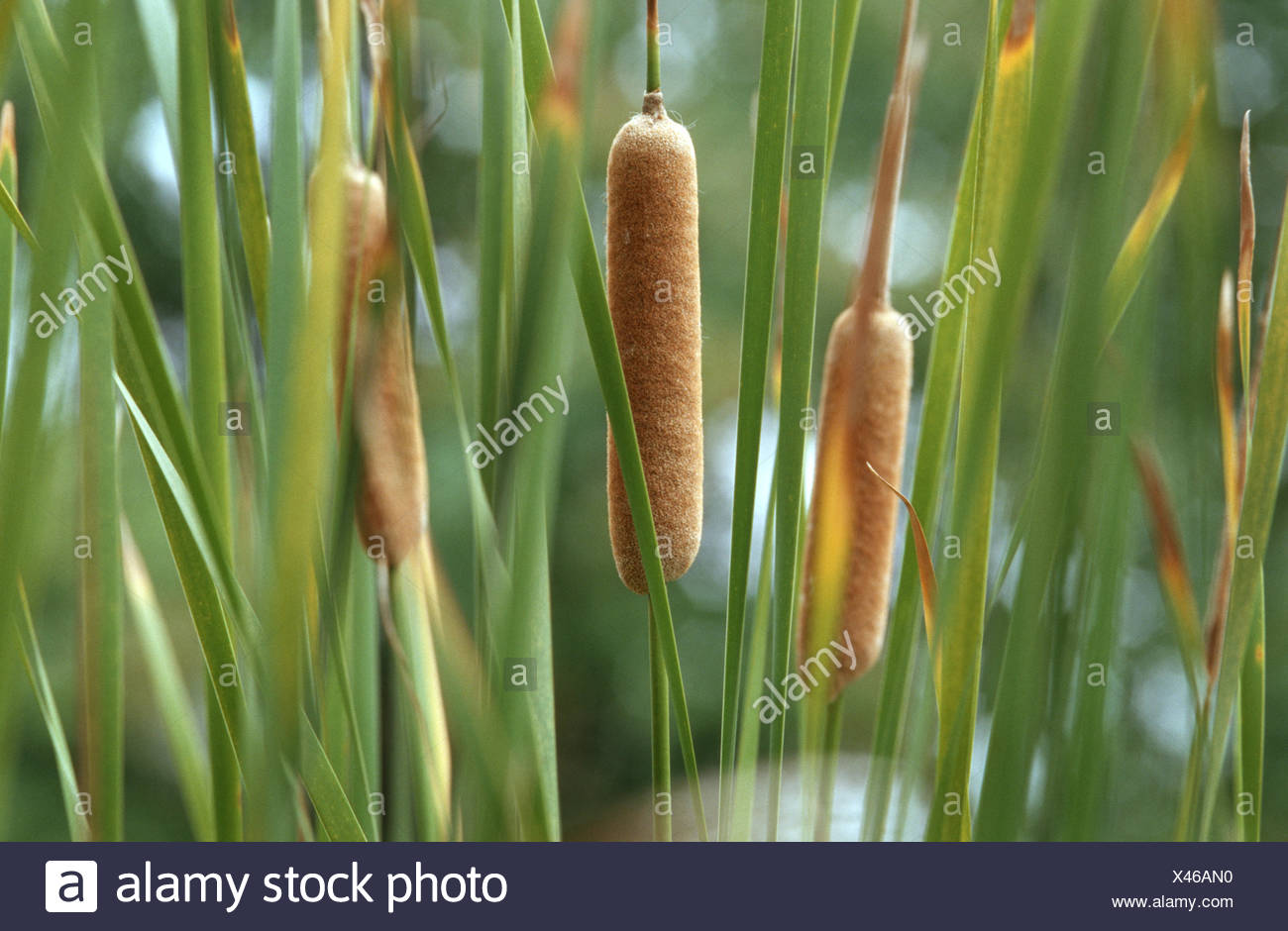 Reedmace High Resolution Stock Photography and Images - Alamy