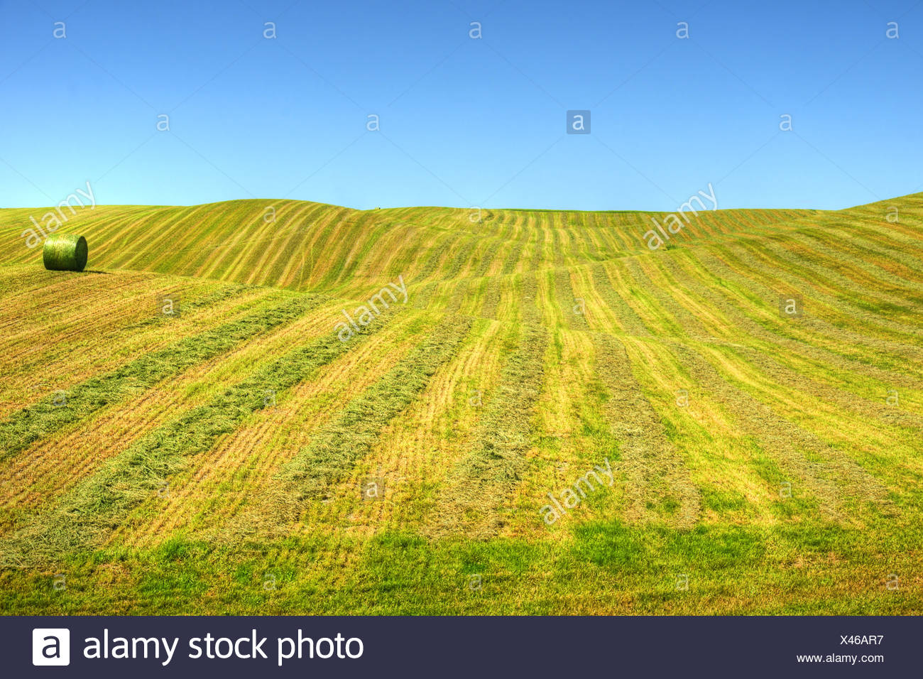 Swathed Wheat High Resolution Stock Photography and Images - Alamy