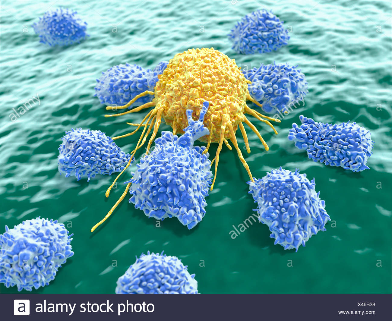 Natural Killer Cell High Resolution Stock Photography and Images - Alamy