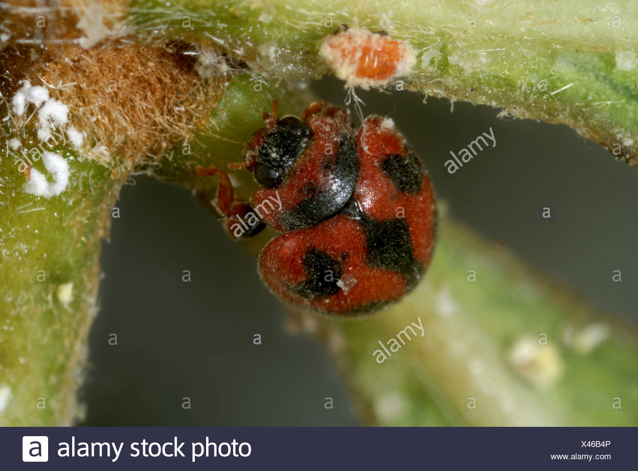 Margorodidae Stock Photos & Margorodidae Stock Images - Alamy