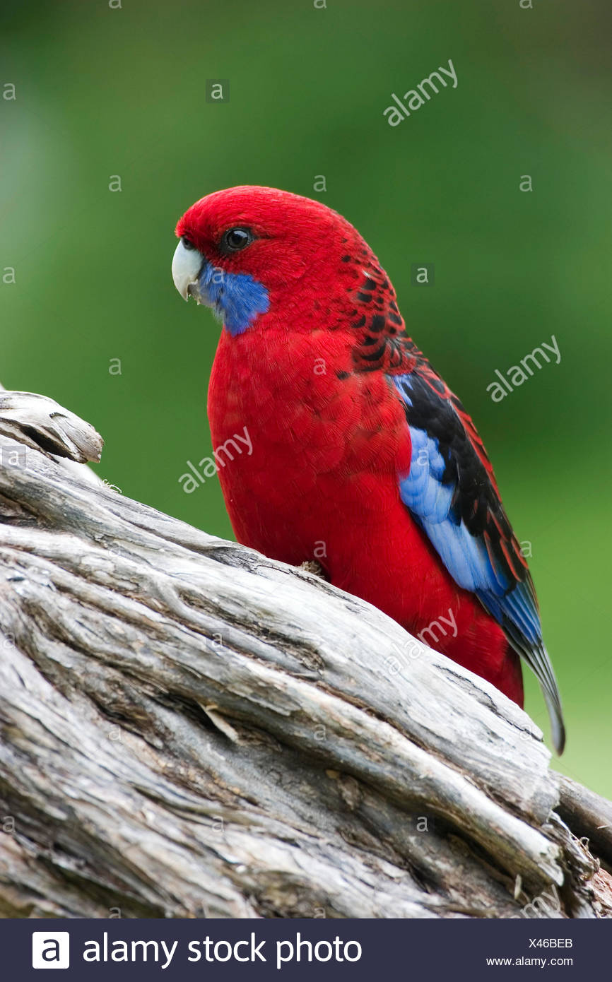 Pennants Rosella Platycercus Stock Photos & Pennants Rosella ...