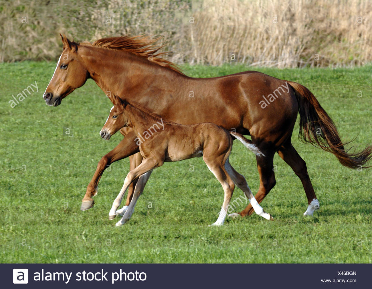 Thoroughbred Breeding Stock Photos & Thoroughbred Breeding Stock Images ...