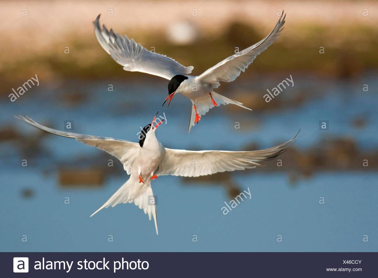 Flying In The Air High Resolution Stock Photography and Images - Alamy