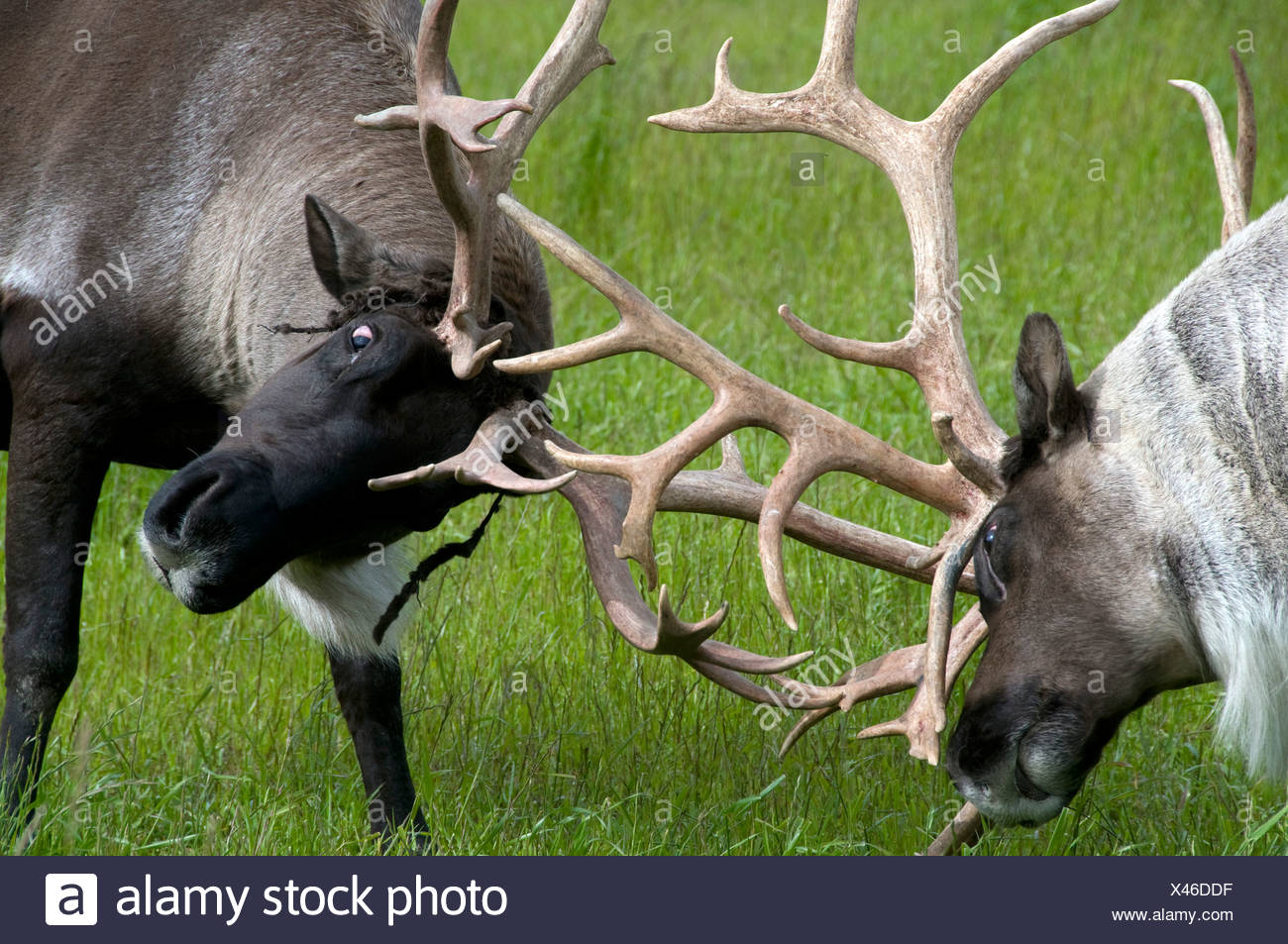 Caribou Fight High Resolution Stock Photography and Images - Alamy