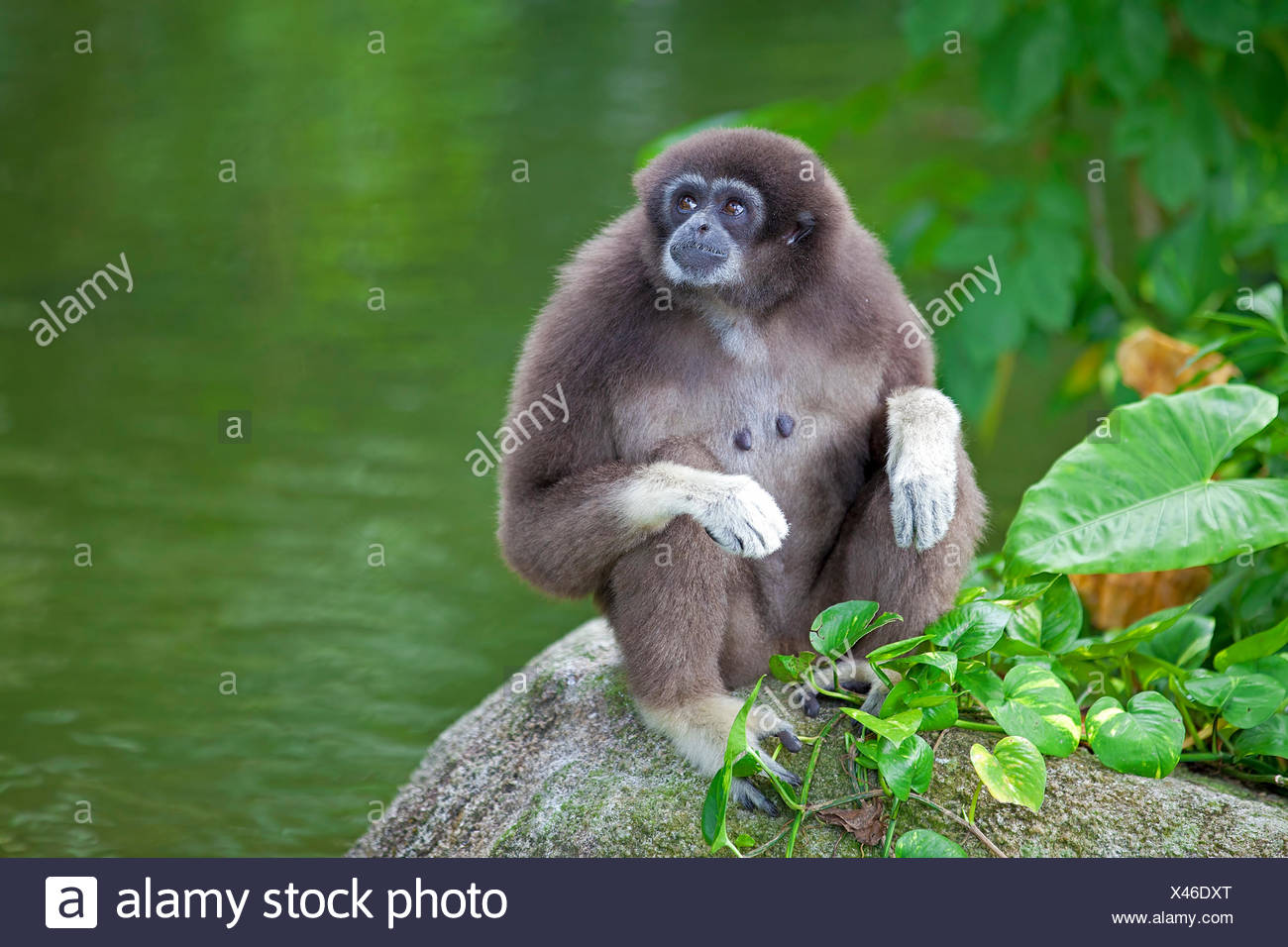 Gibbon Monkey High Resolution Stock Photography and Images - Alamy