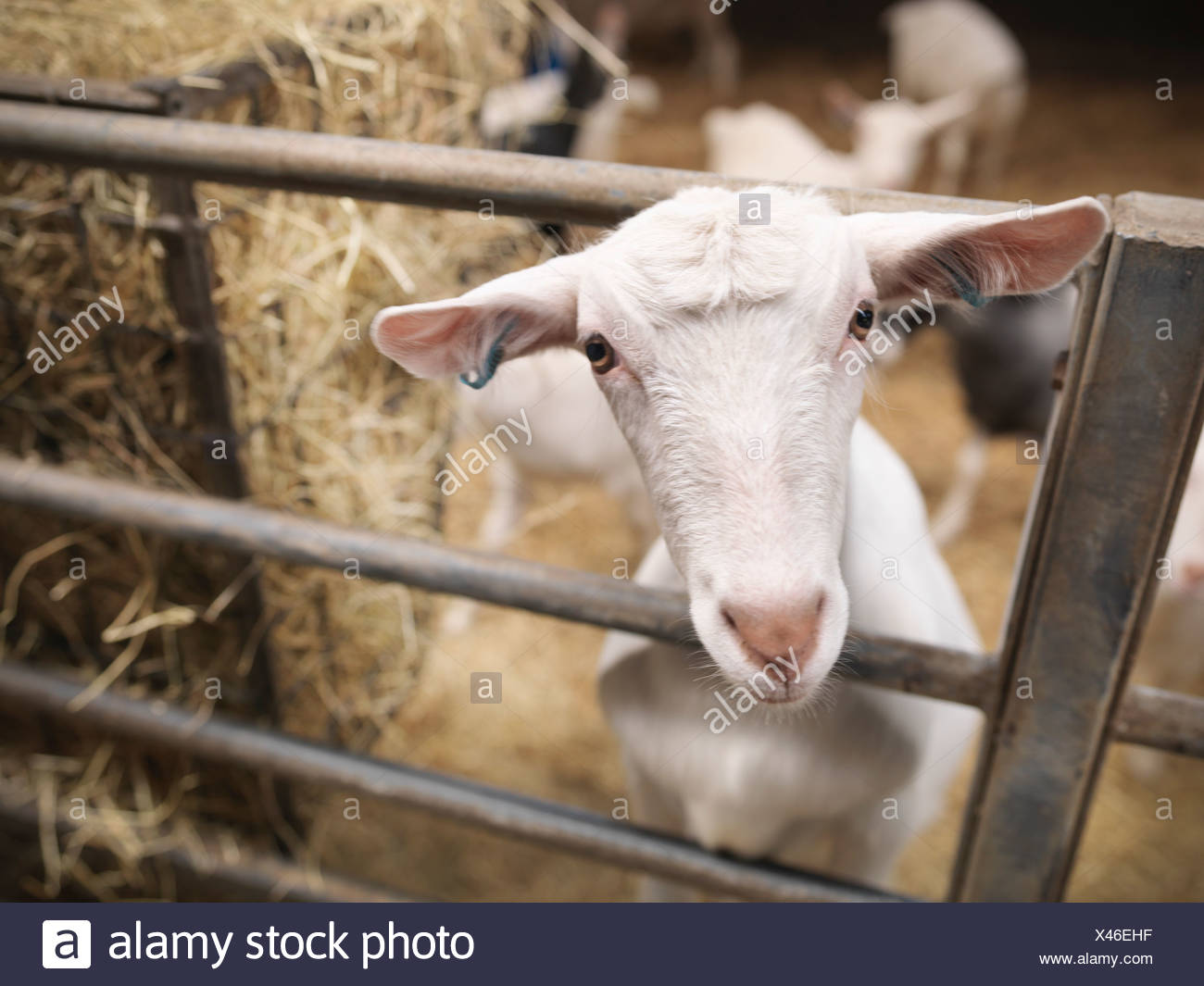 Goat Up Close High Resolution Stock Photography and Images - Alamy