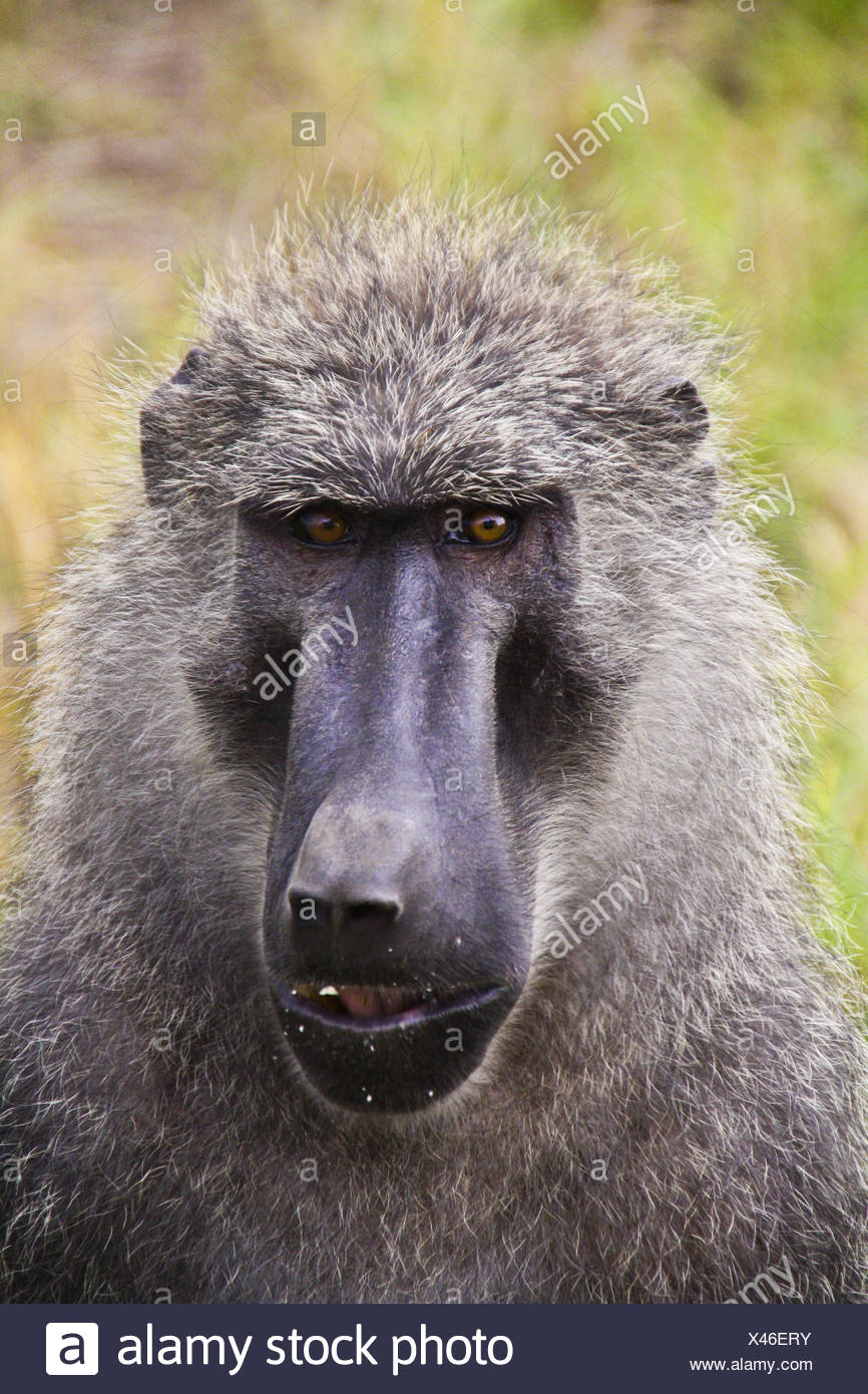Pavian Gesicht Stock Photos & Pavian Gesicht Stock Images - Alamy