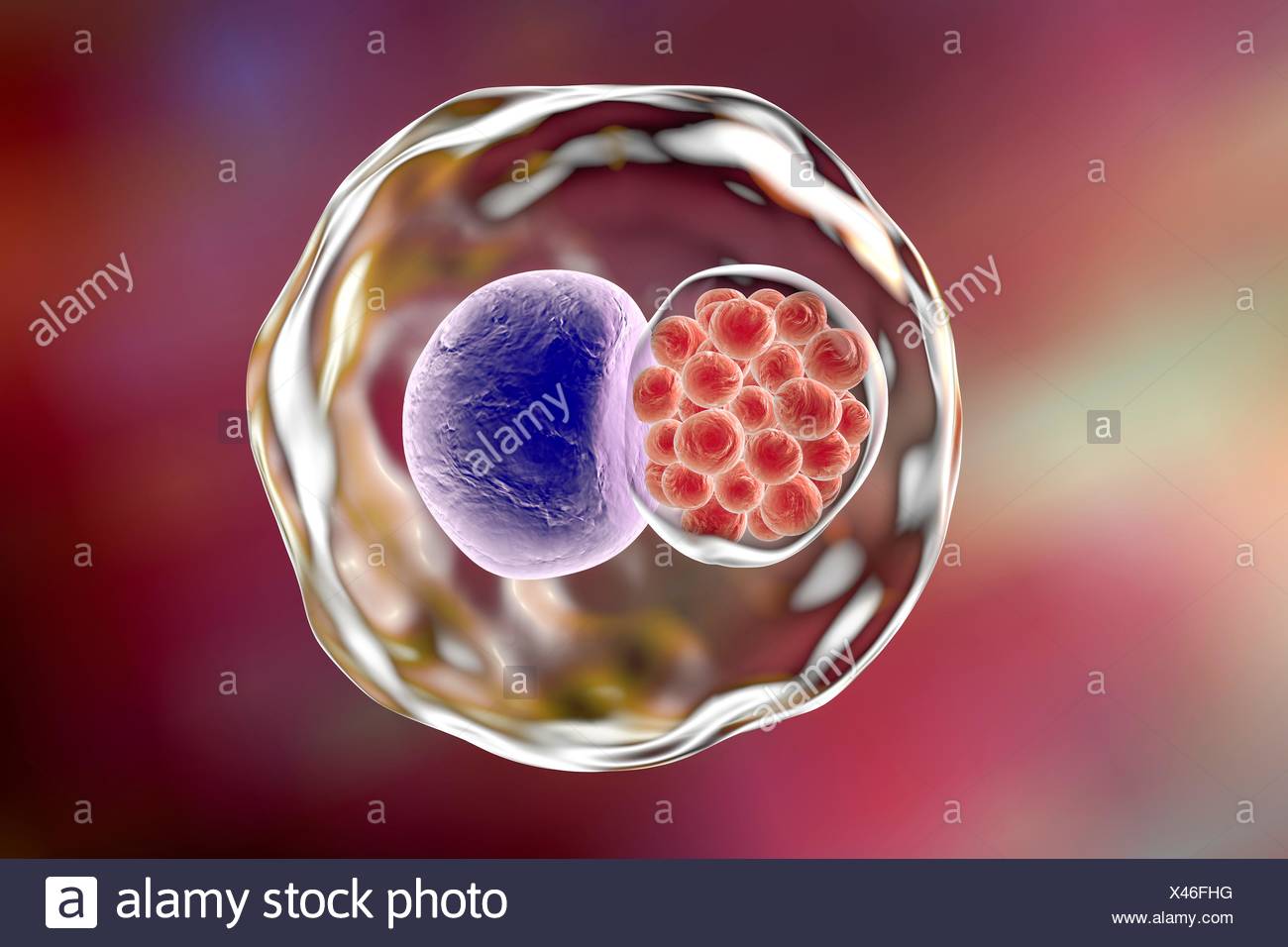 Tem Microbiology Bacterial Microbes High Resolution Stock Photography ...