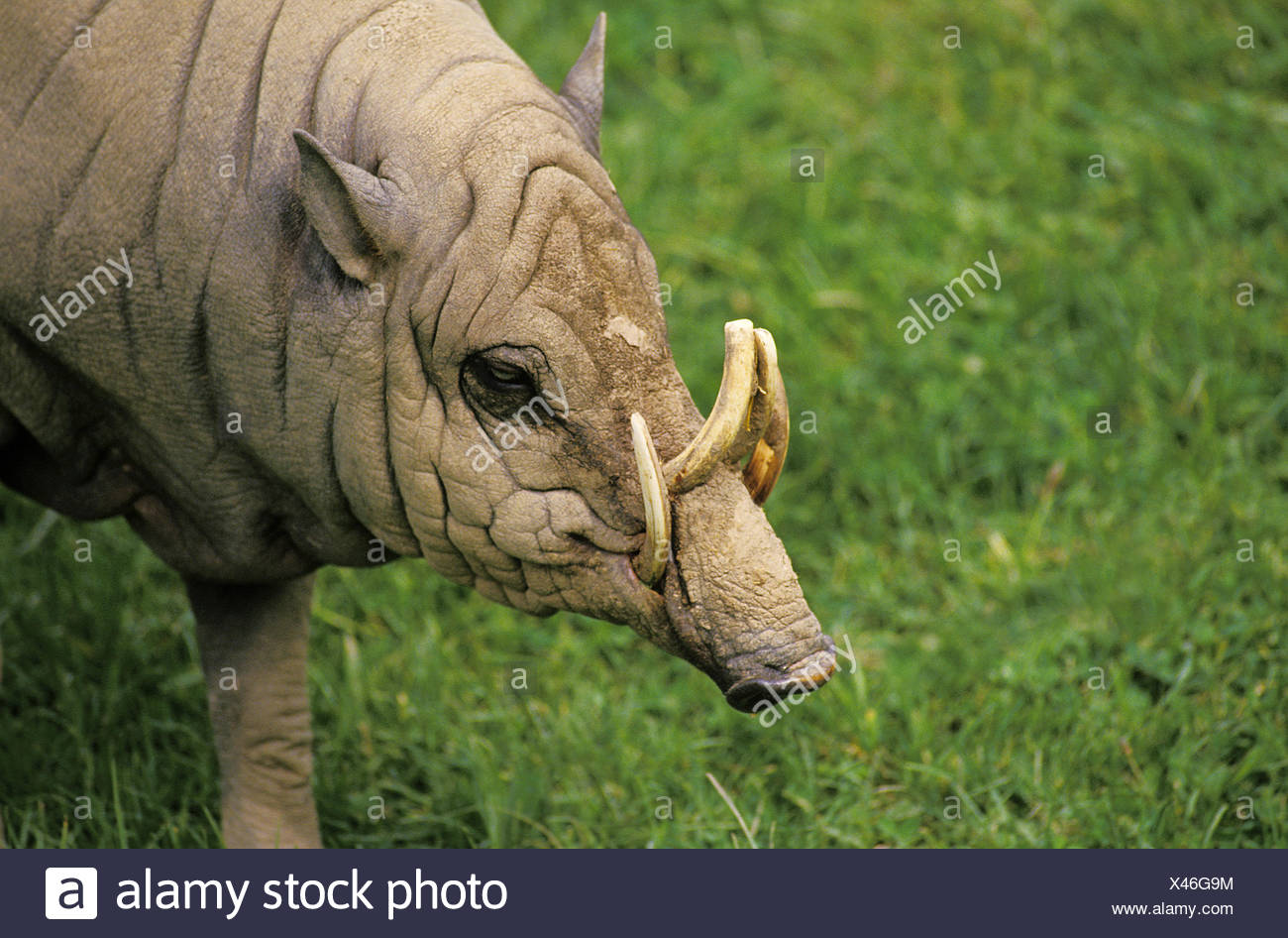 Babyrussa High Resolution Stock Photography and Images - Alamy