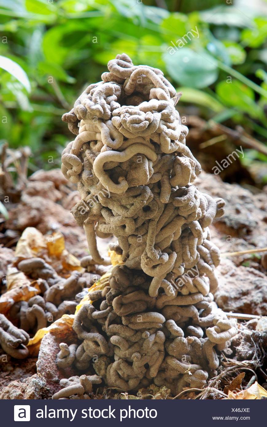 Worm Humus Stock Photos & Worm Humus Stock Images - Alamy