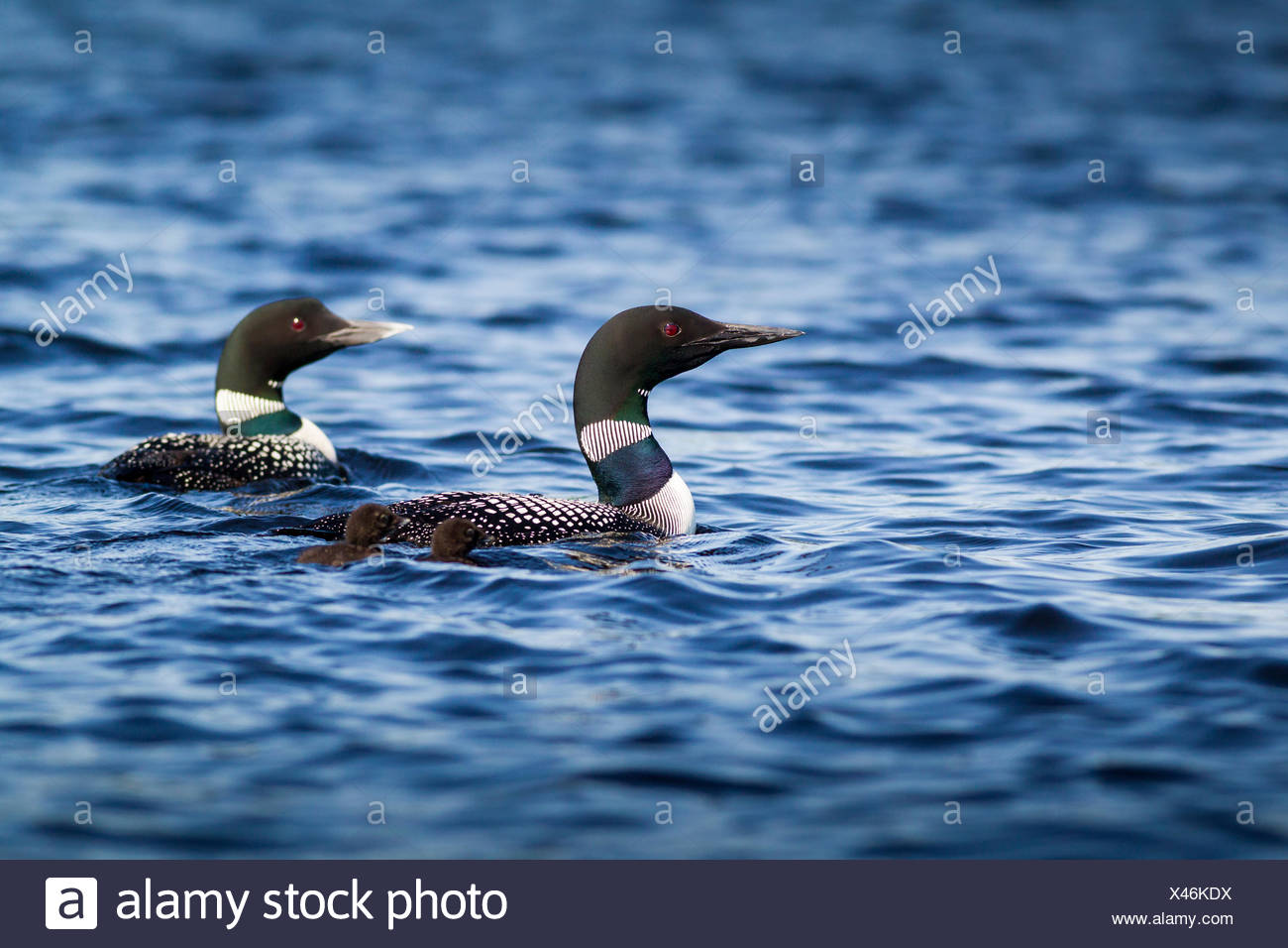 Common Loon Photos High Resolution Stock Photography and Images - Alamy
