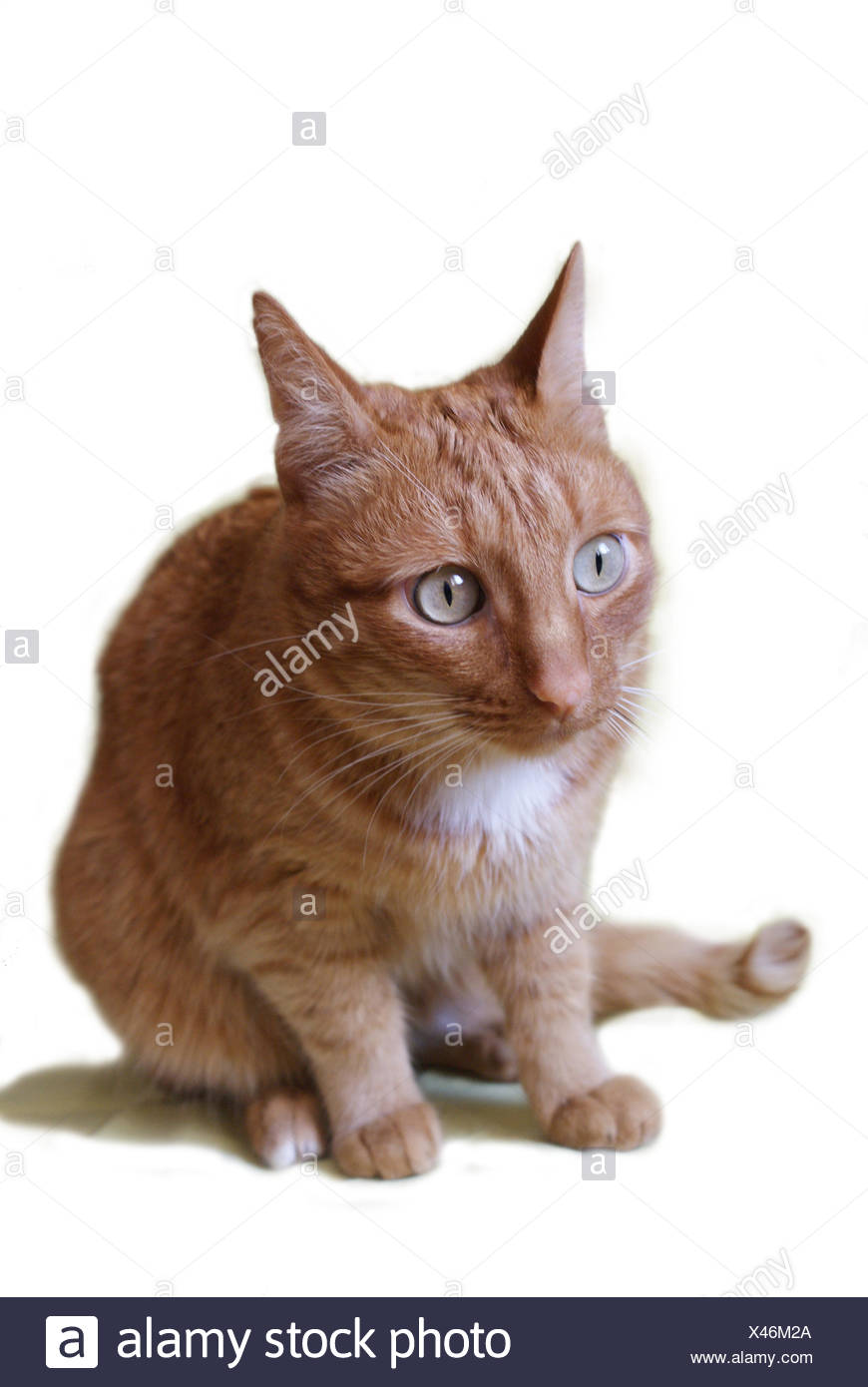 Cat Looking Scared Stock Photos & Cat Looking Scared Stock Images - Alamy