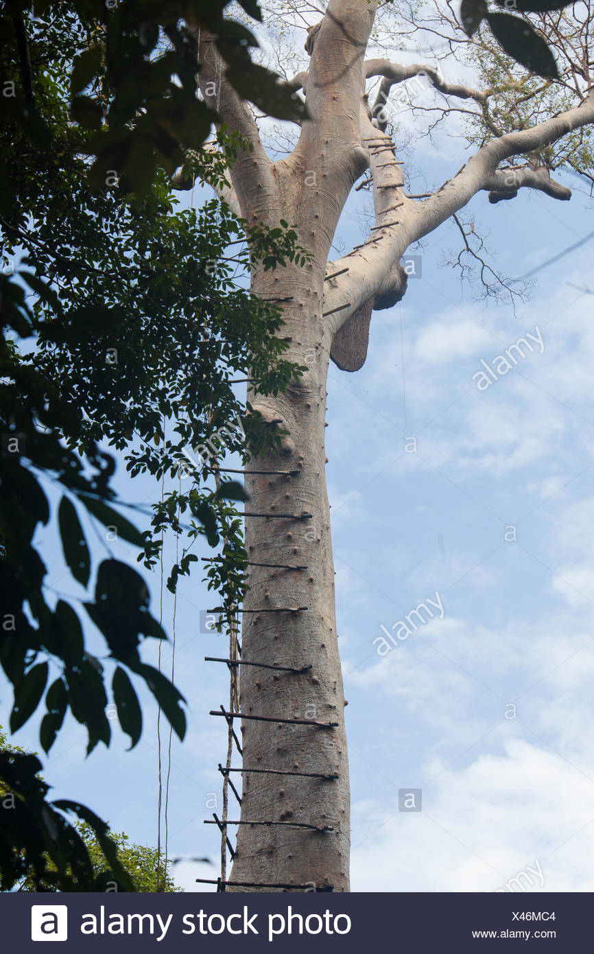 Apis Dorsata High Resolution Stock Photography and Images - Alamy