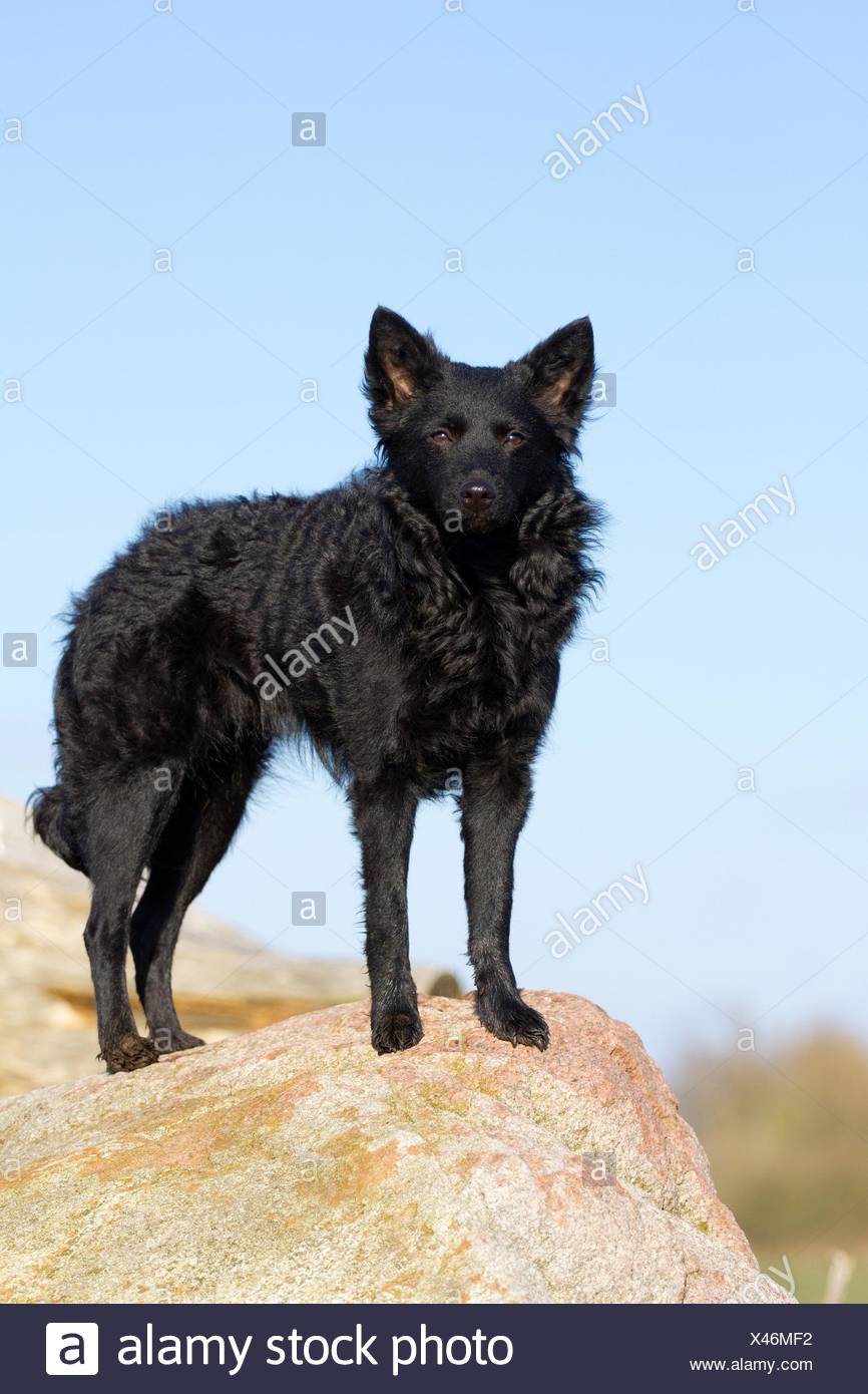 Mudis High Resolution Stock Photography and Images - Alamy