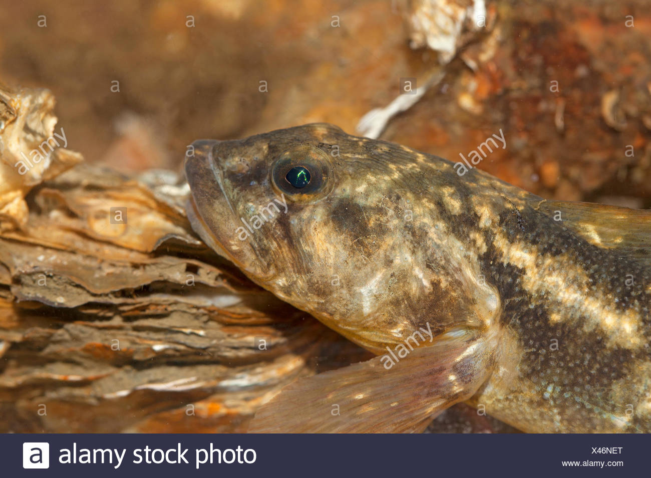 Eelpout Stock Photos & Eelpout Stock Images - Alamy